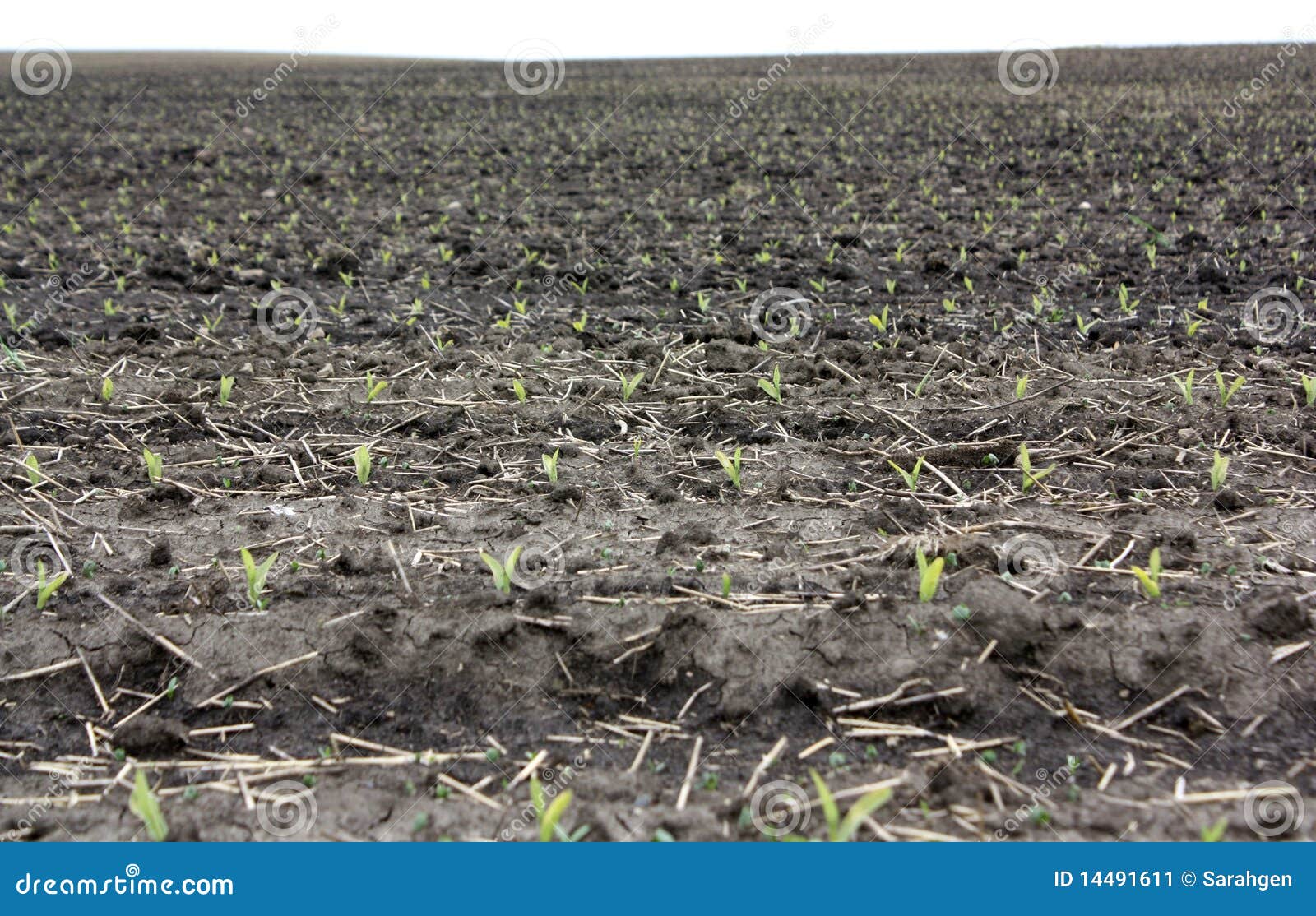 Field of Corn Seedlings stock image. Image of soil, country - 14491611
