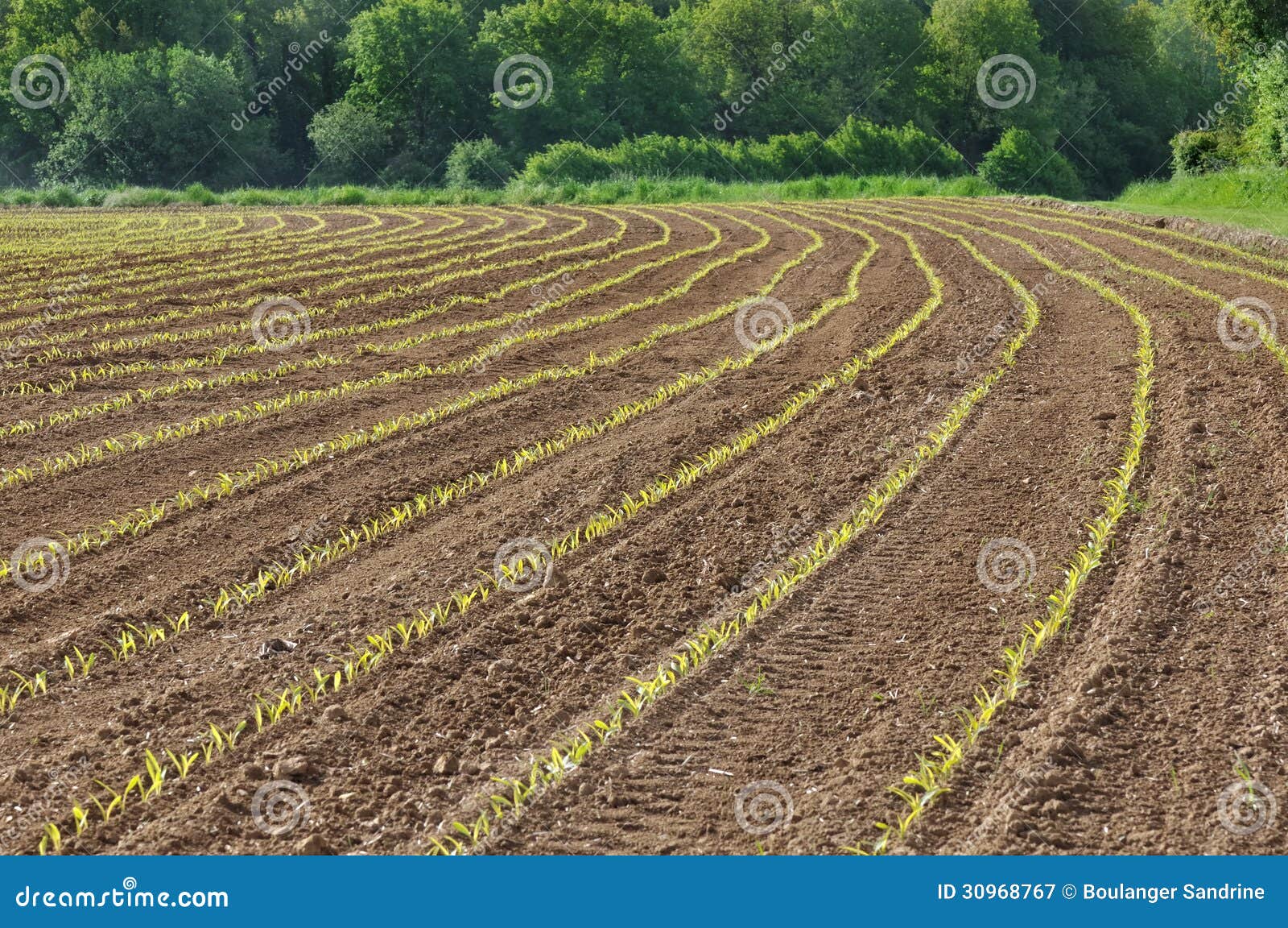 Field of corn seedlings stock image. Image of land, corn - 30968767