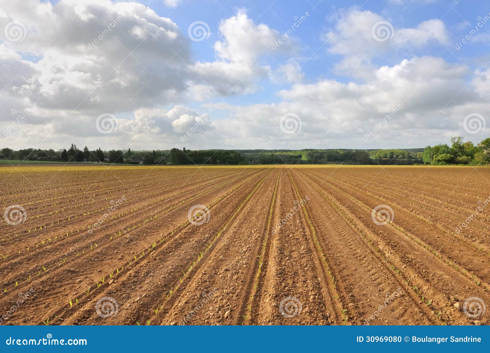 Field of corn seedlings stock photo. Image of rural, agriculture - 30969080