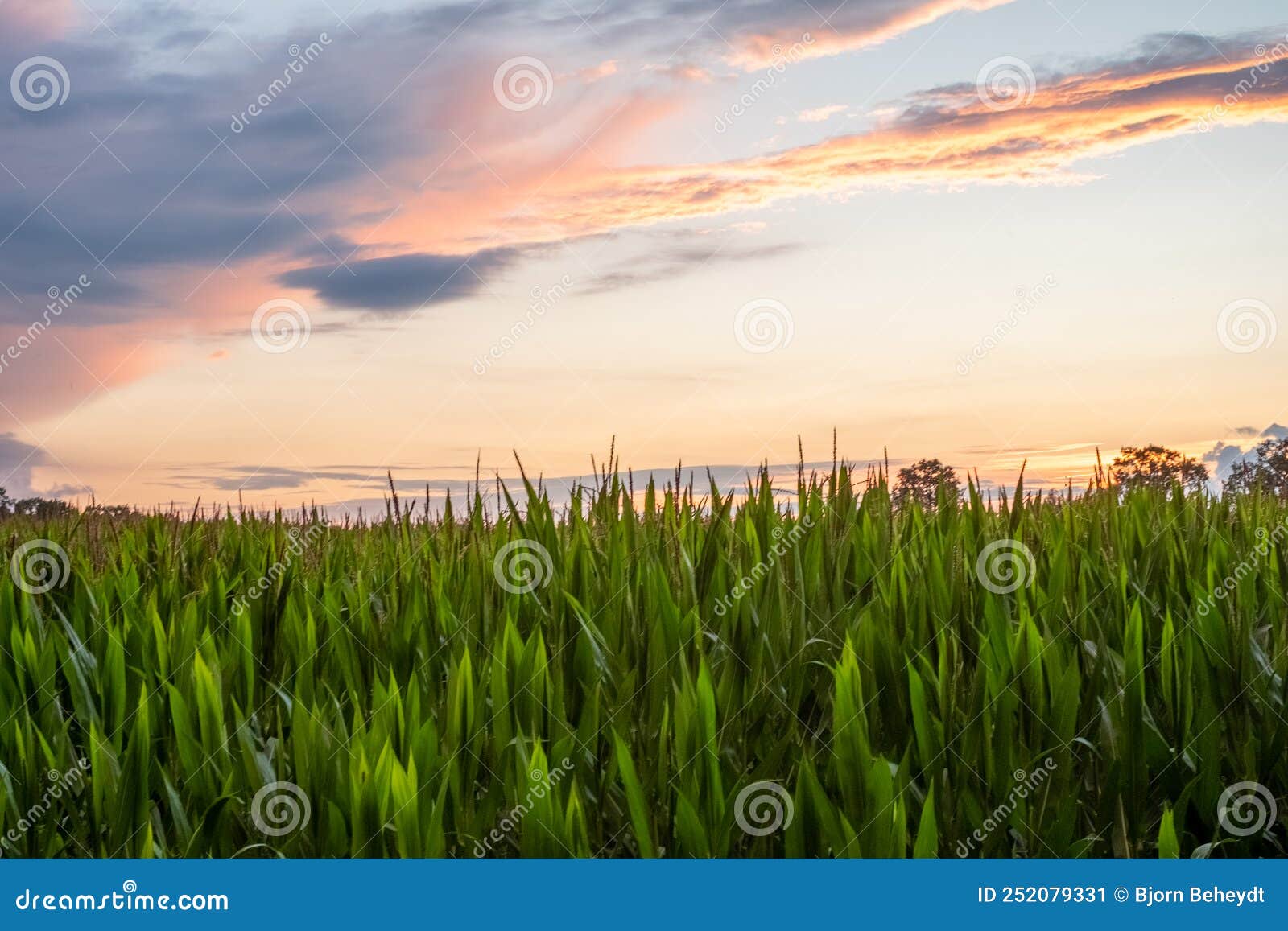 Field with Corn on the Slope of a Hill Below a Blue Sky in the Light of ...