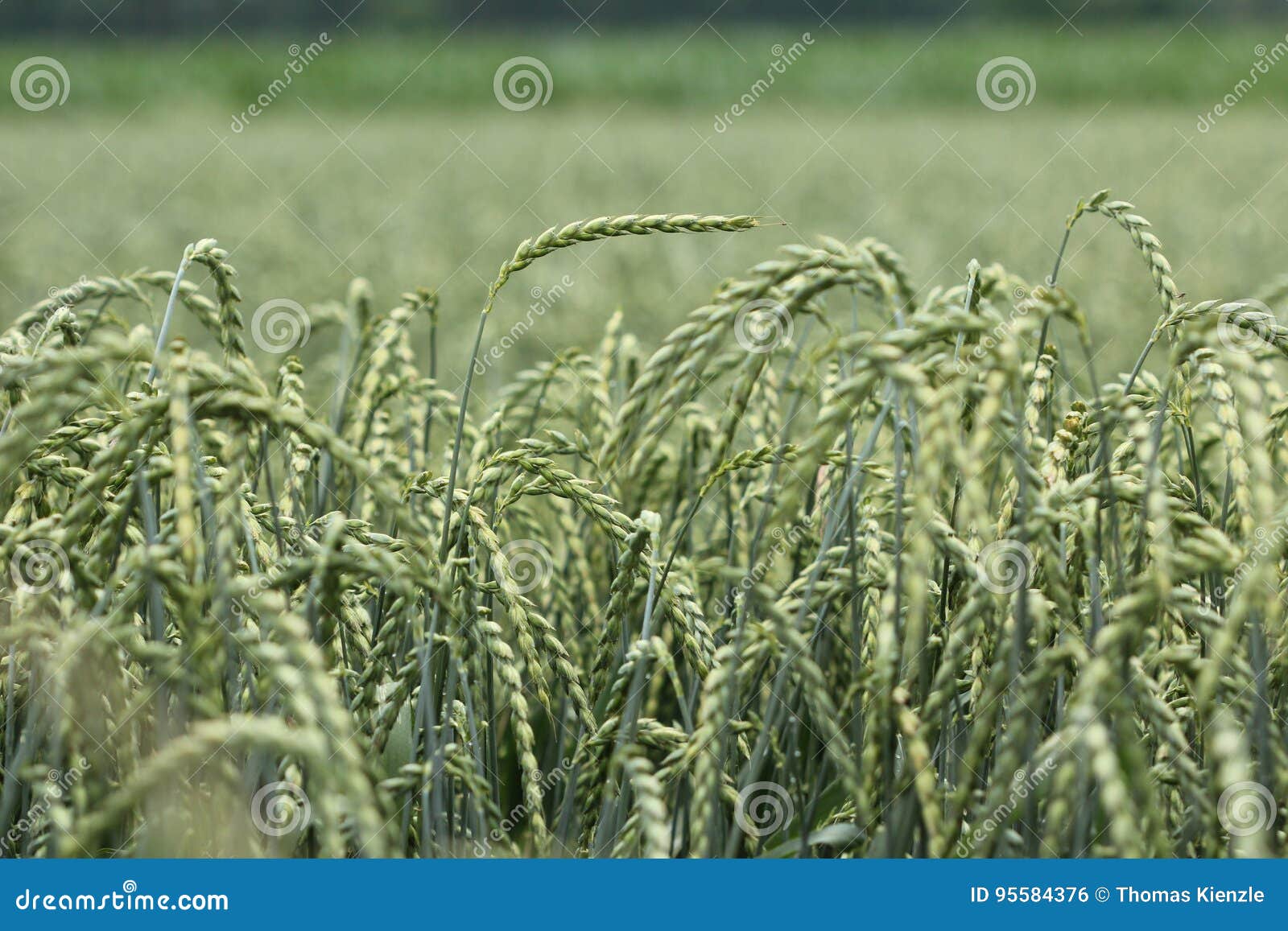 Field of Corn, Spelt, Dinkel Stock Photo - Image of healthy, growth ...