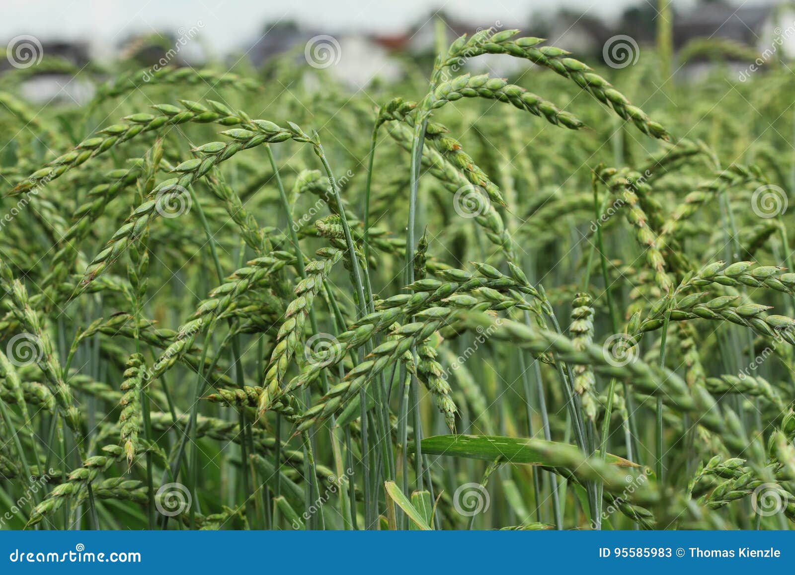 Field of Corn, Spelt, Dinkel Stock Image - Image of agriculture ...