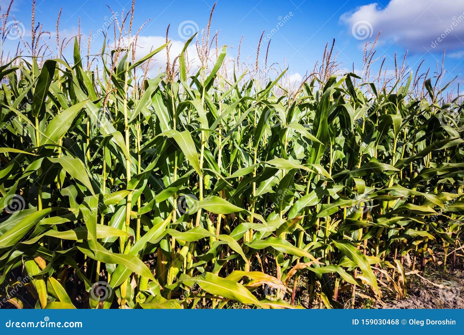 Field with Corn Stalks Against a Blue Sky Stock Photo - Image of season ...