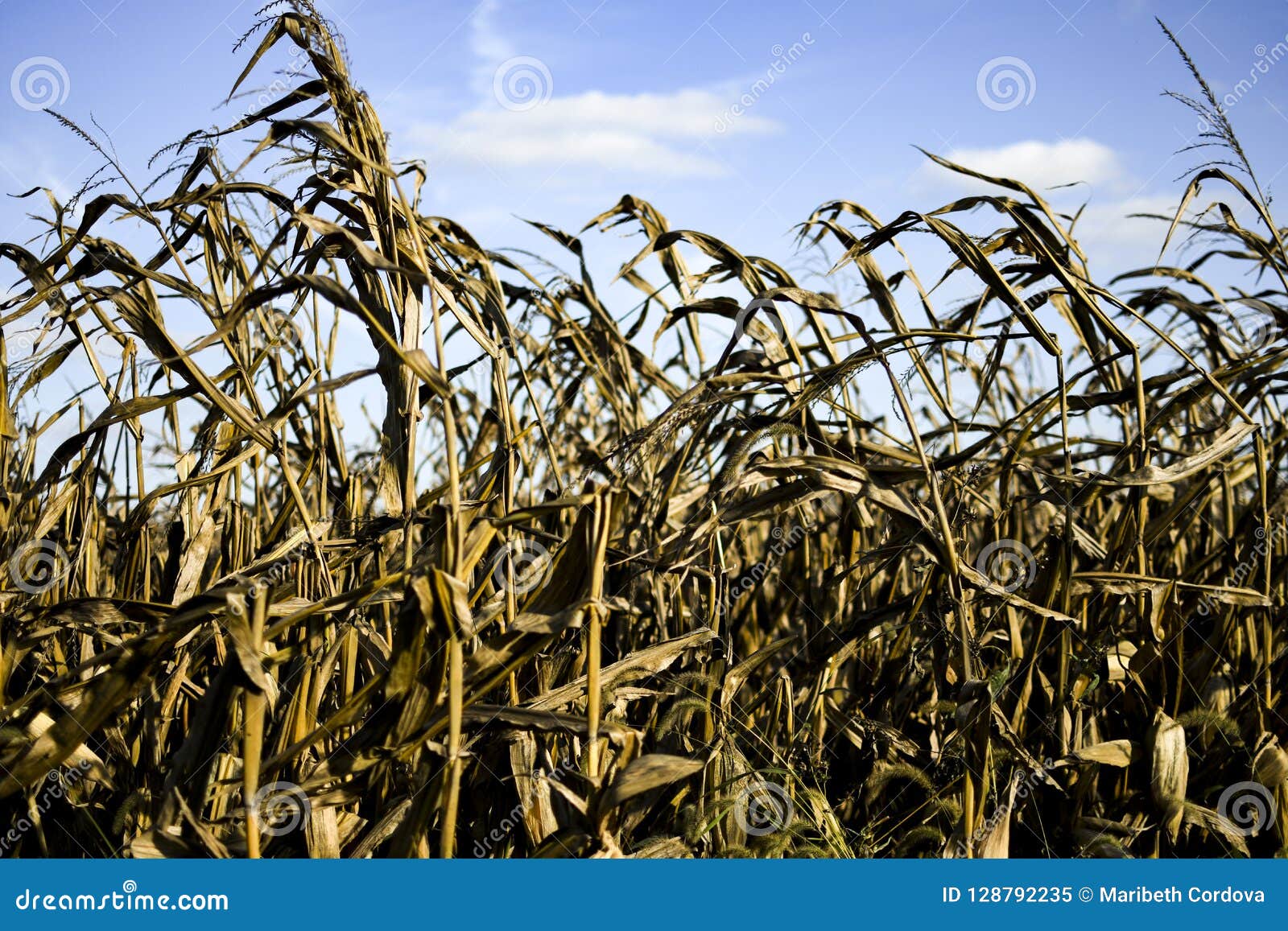 DRIED UP CORN FIELD with BLUE SKY Stock Image - Image of illinois ...