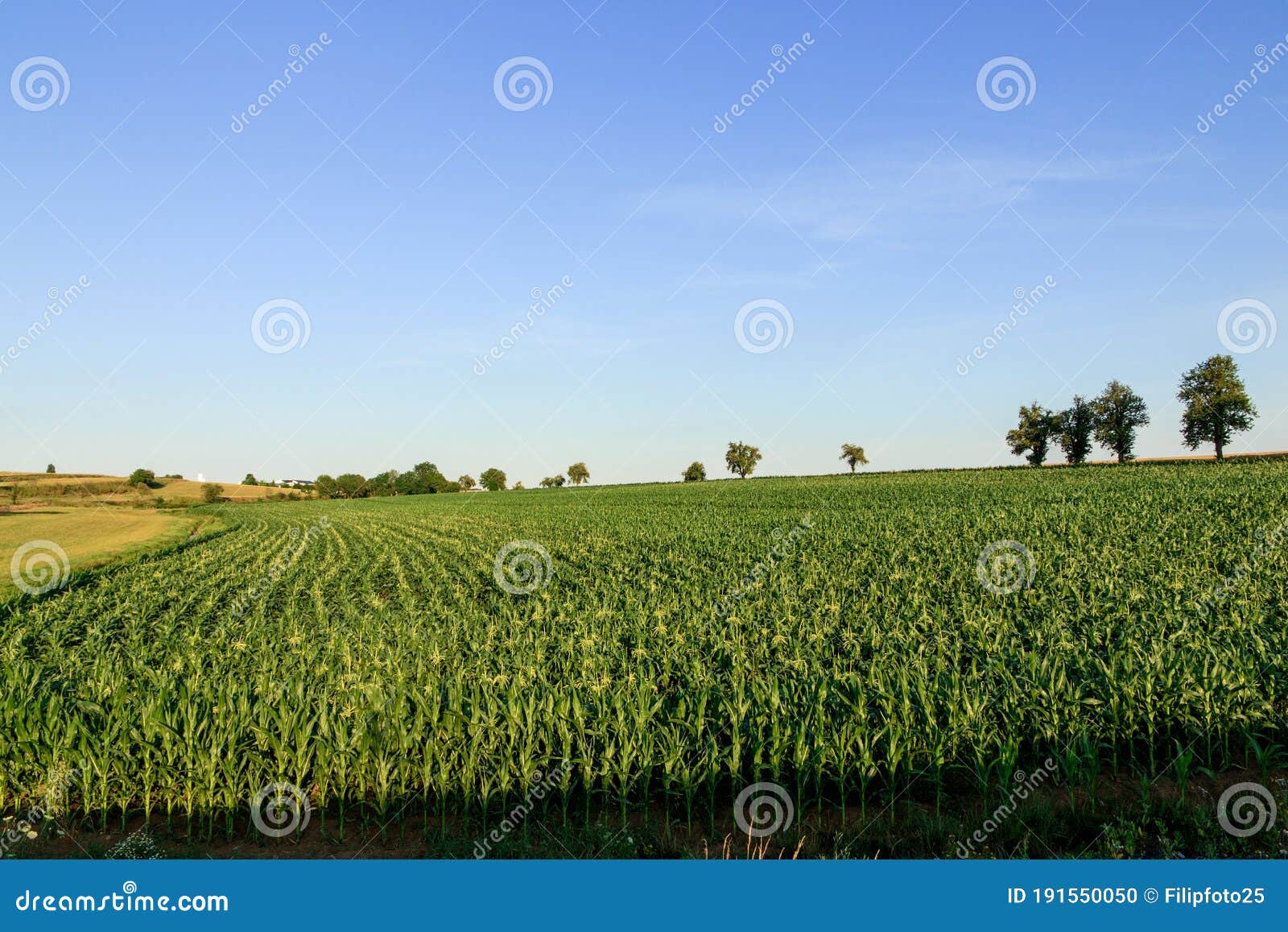 Field with corn in summer stock photo. Image of summer - 191550050