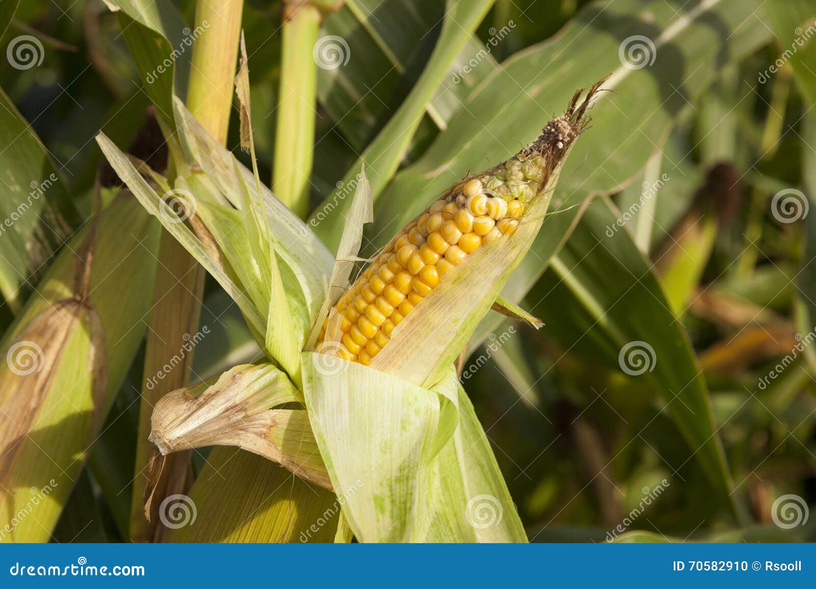 Field with corn stock photo. Image of closeup, bent, foliage - 70582910