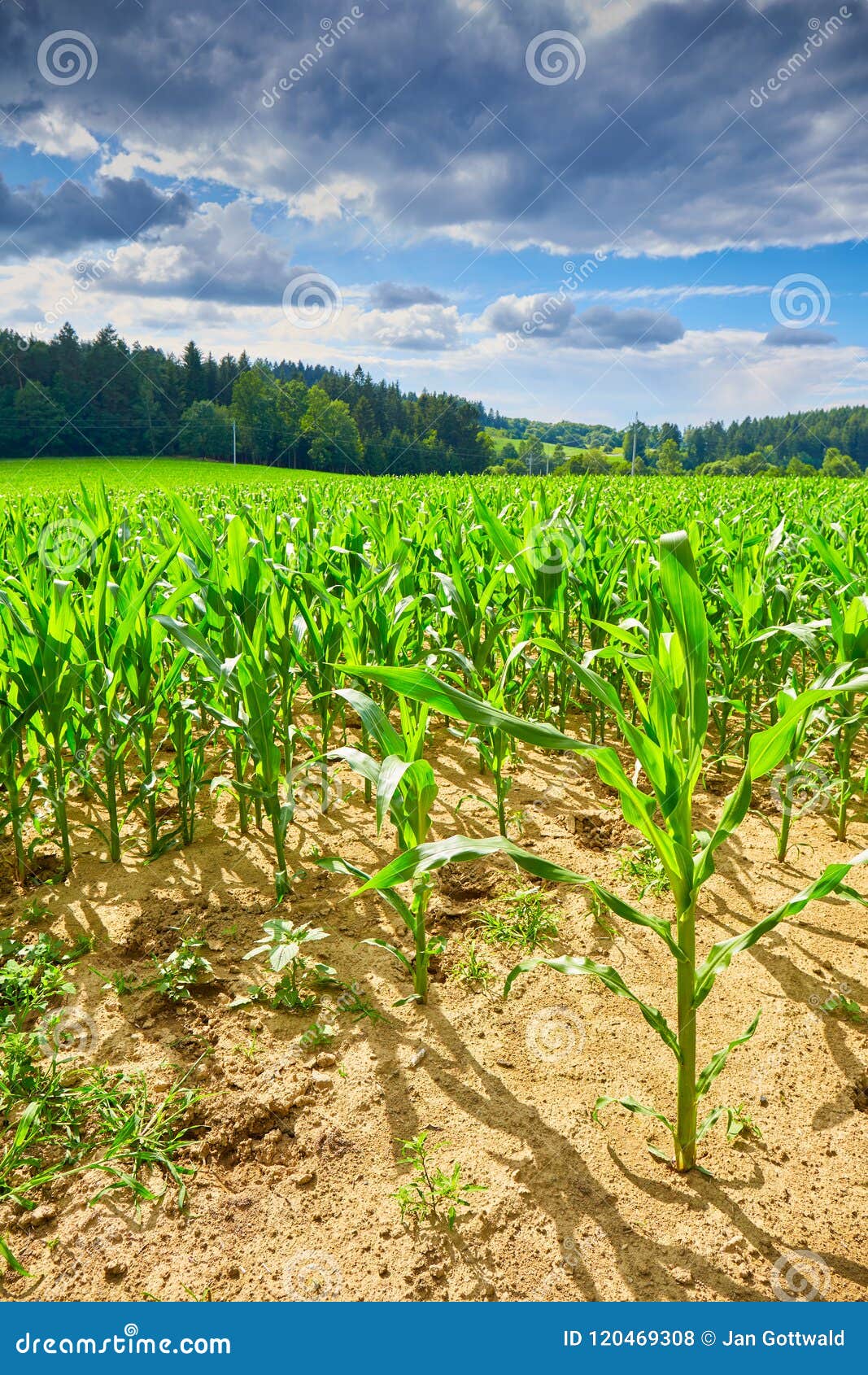 Field with corn stock photo. Image of plant, cultivated - 120469308