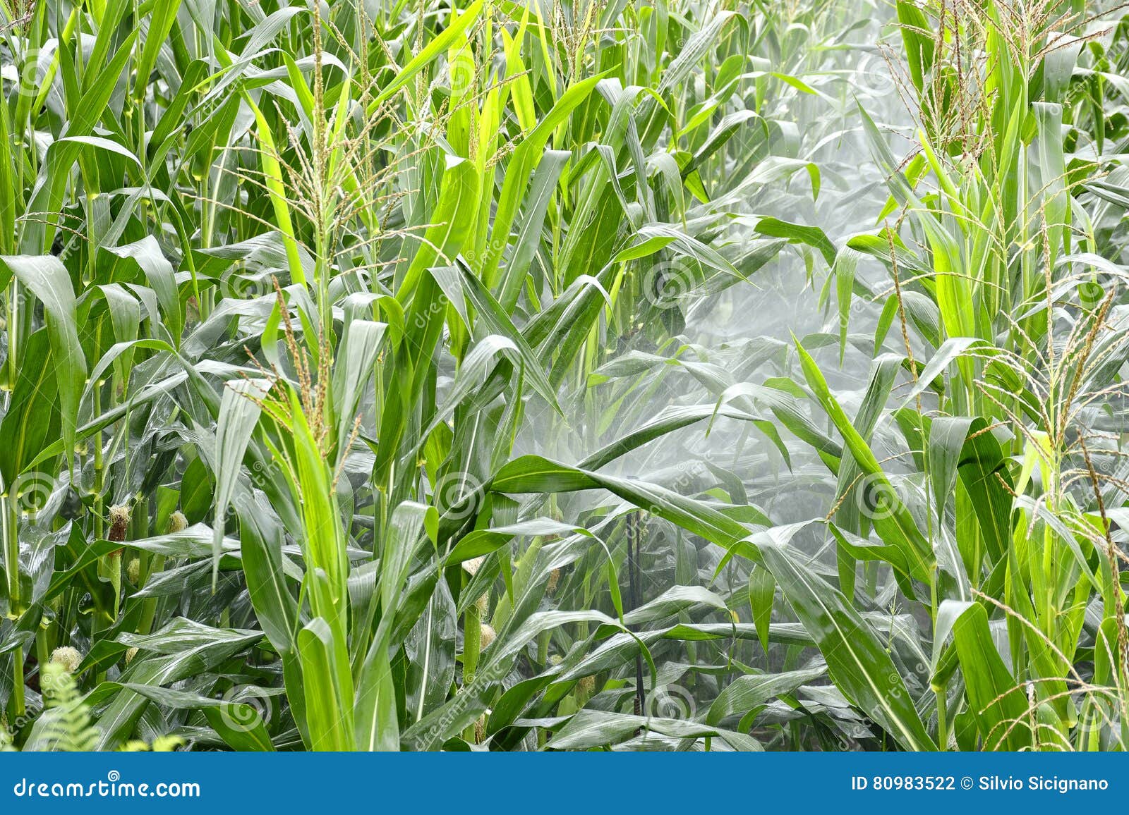 Field Corn Viewing,field Corn Picture,field Corn Image Stock Photo ...