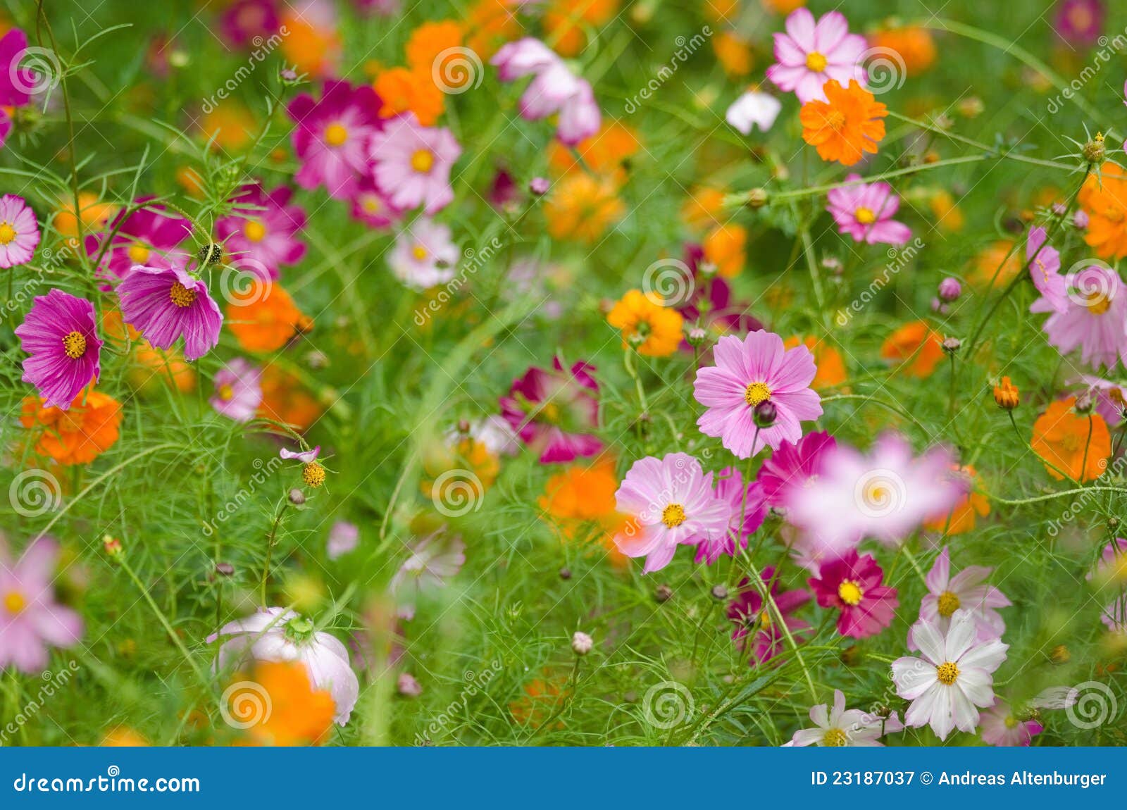 A field of cosmos flowers stock image. Image of majestic - 23187037