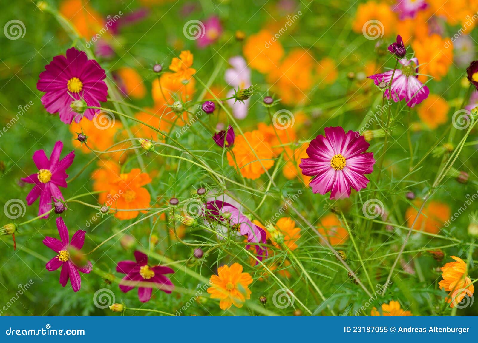 A field of cosmos flowers stock image. Image of perfect - 23187055