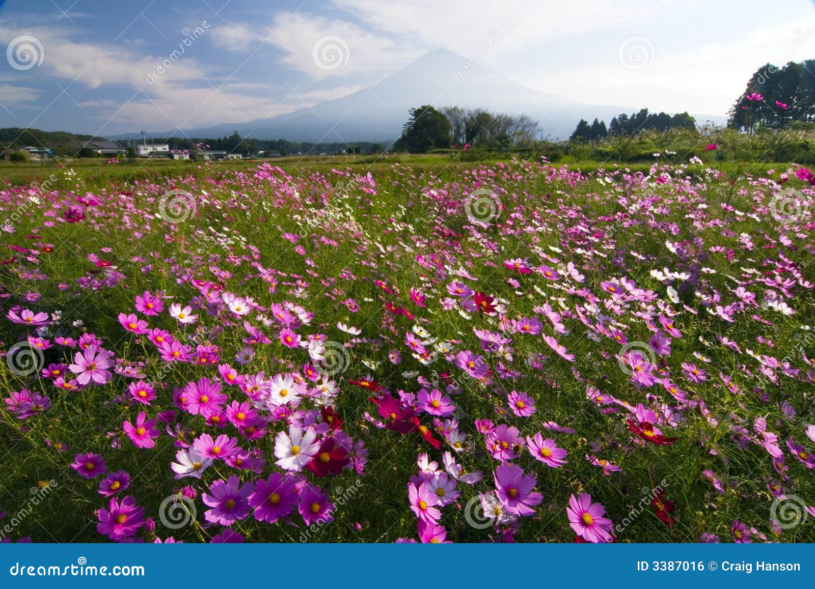 Field of Cosmos IV stock photo. Image of travel, peak - 3387016