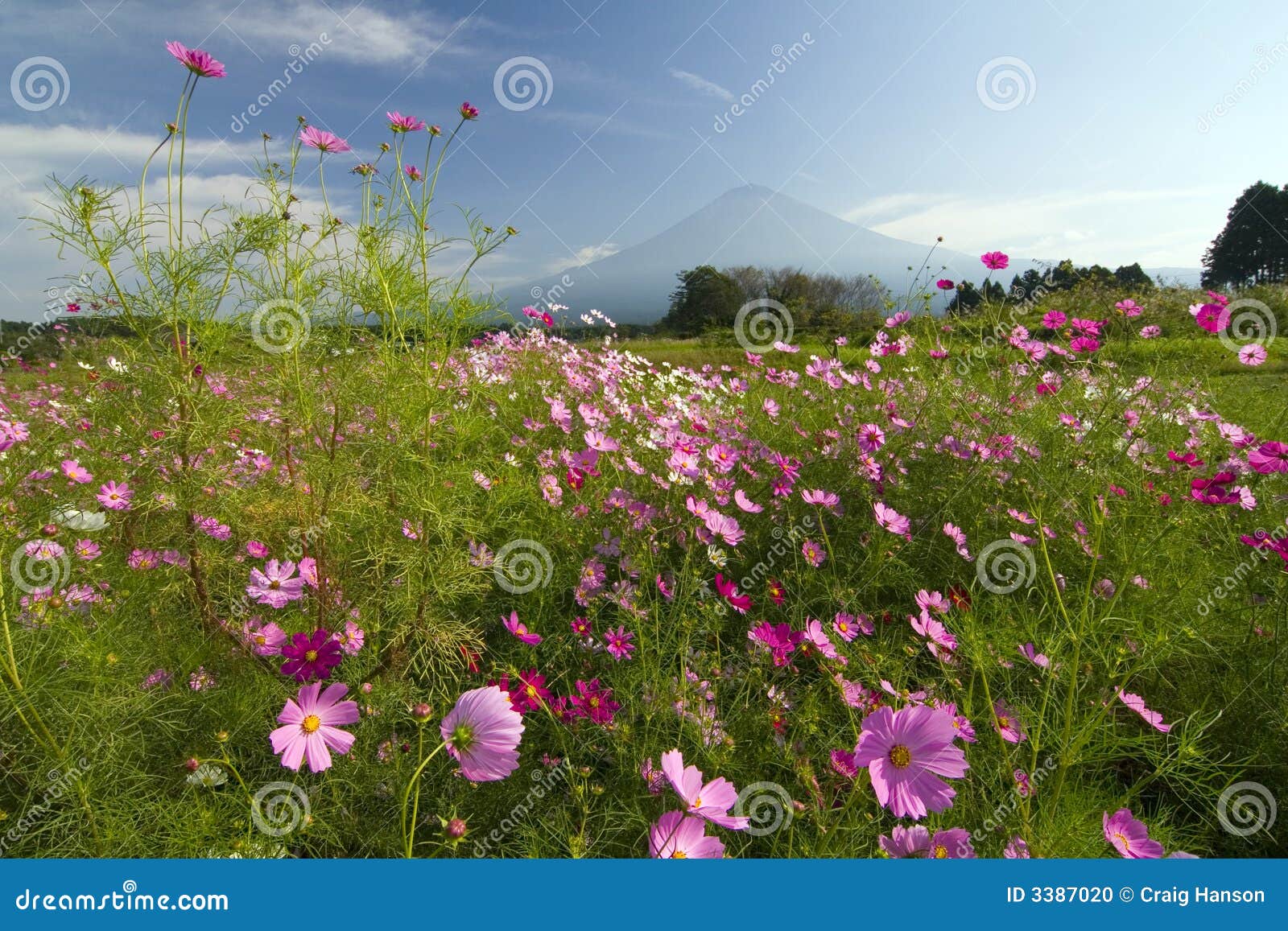 Field of Cosmos V stock photo. Image of blossoms, fuji - 3387020