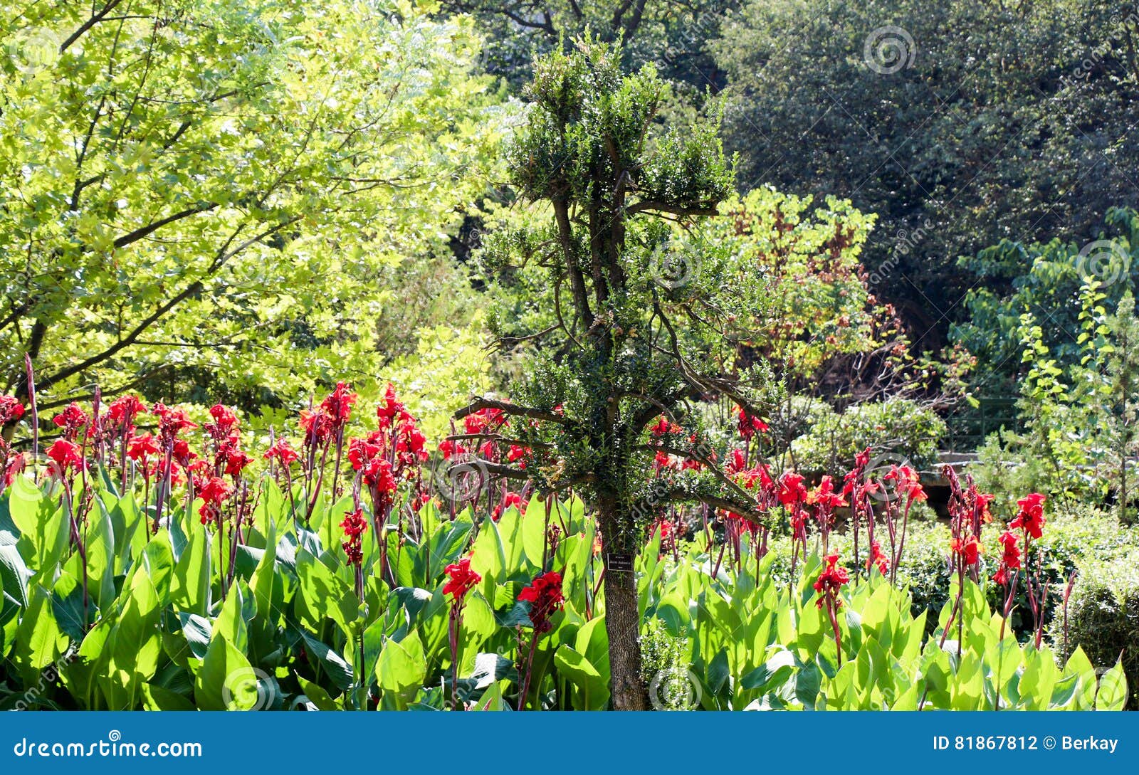 Field Covered with Beautiful Flowers in Summer Time Stock Photo - Image ...