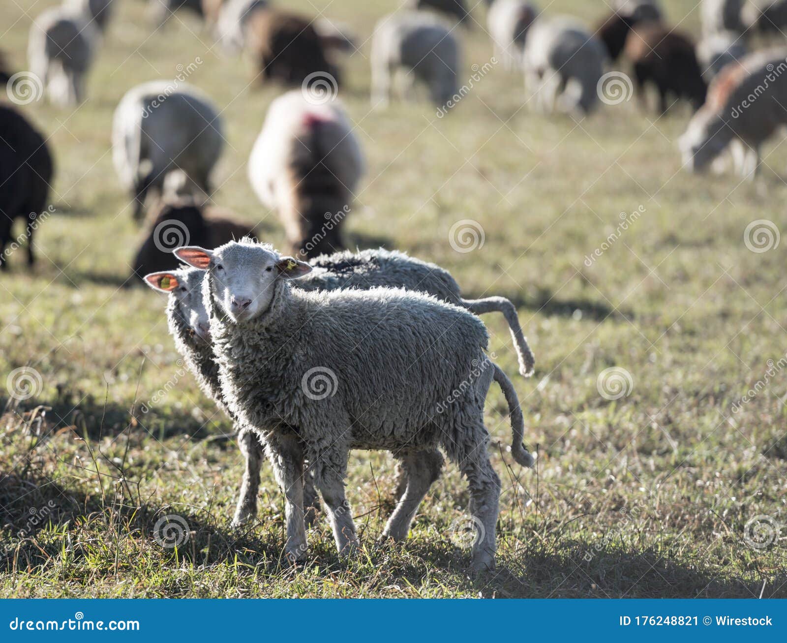 Field Covered in the Grass Surrounded by Sheep Under the Sunlight with ...