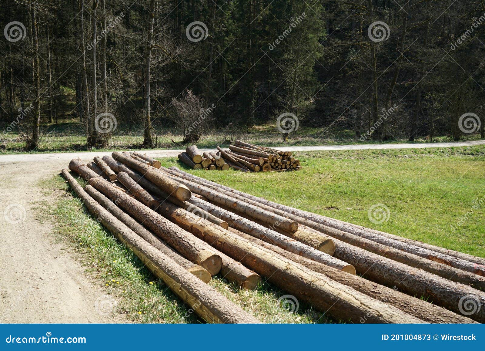 Field Covered in Greenery and Stacked Tree Lumber Under the Sunlight ...