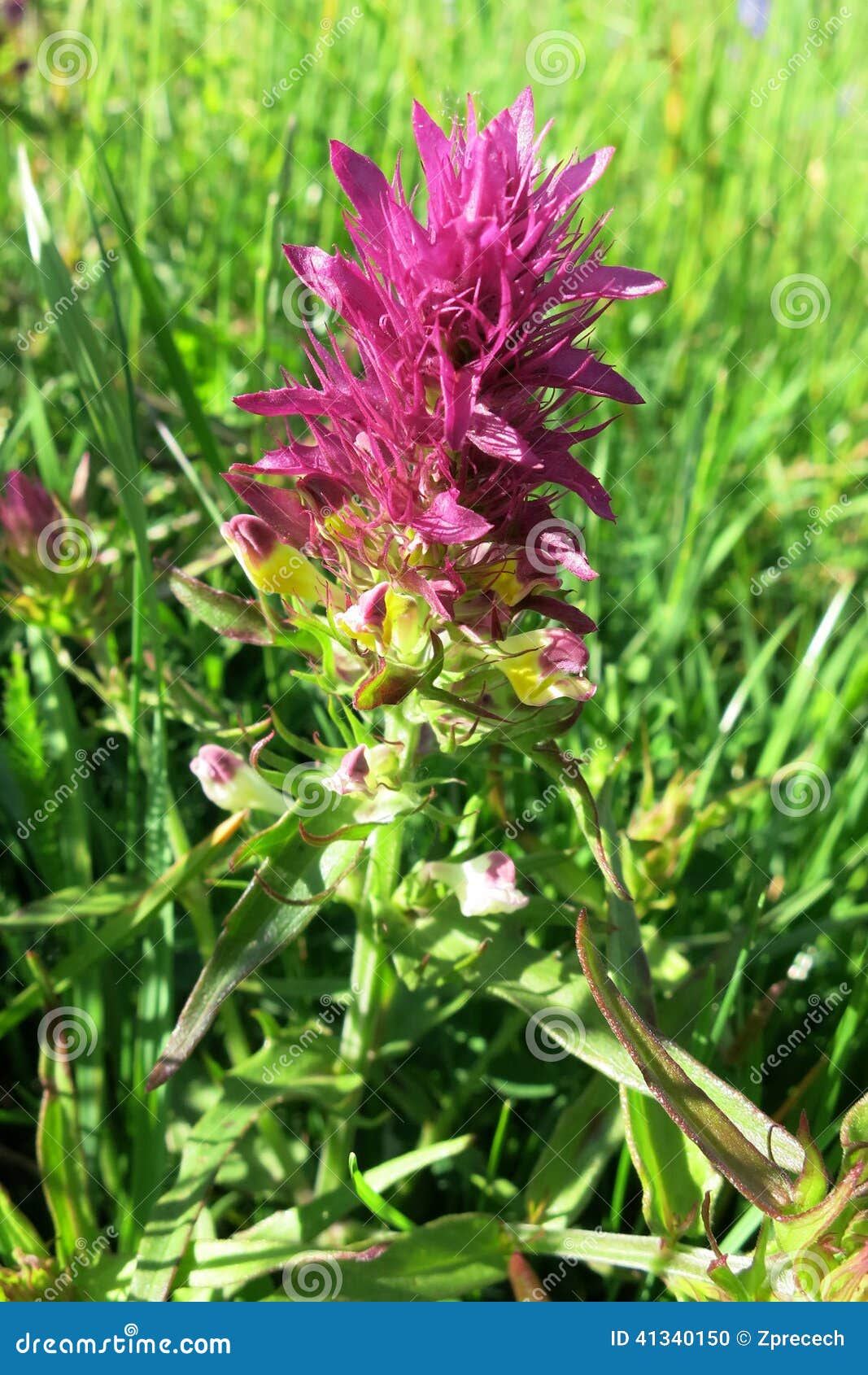 Field Cow-Wheat (Melampyrum Arvense) Stock Photo - Image of leaves ...
