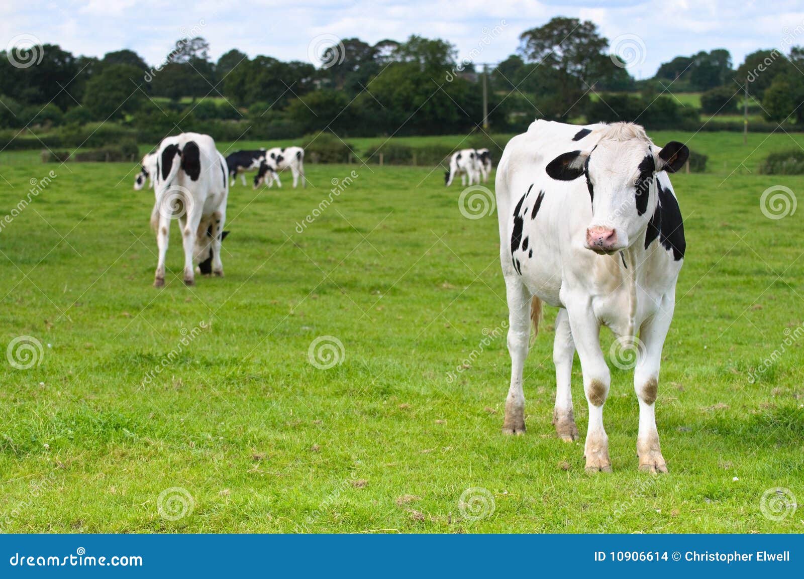 Field of Cows stock photo. Image of dairy, trees, grazing - 10906614