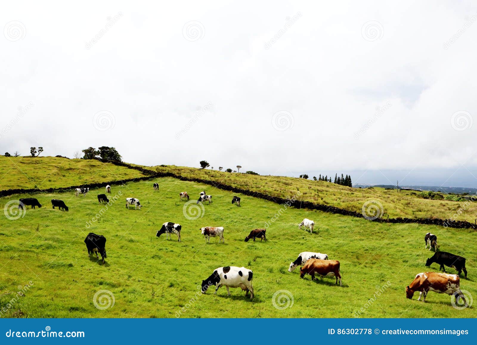 Field Of Cows Picture. Image: 86302778