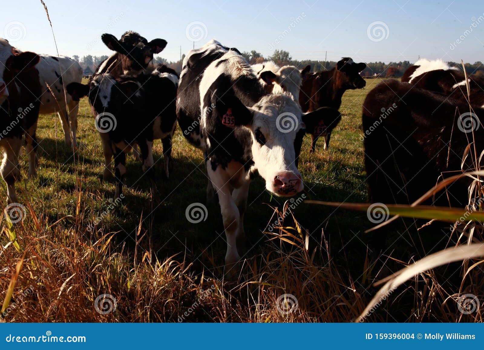 Field of cows stock photo. Image of rises, cows, camera - 159396004