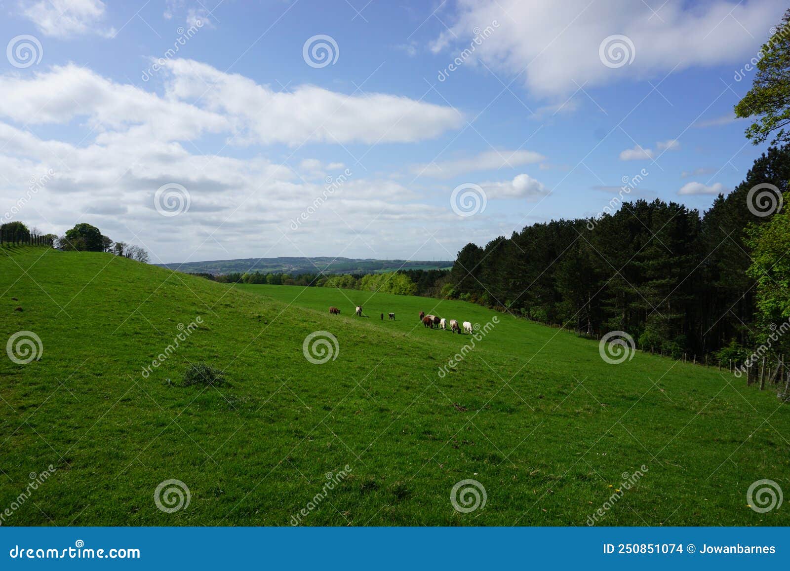 A Field of Cows in the British Countryside Stock Photo - Image of ...