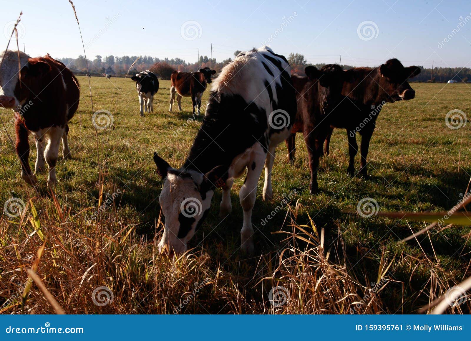 Field of cows stock image. Image of cows, field, approacingbthw - 159395761