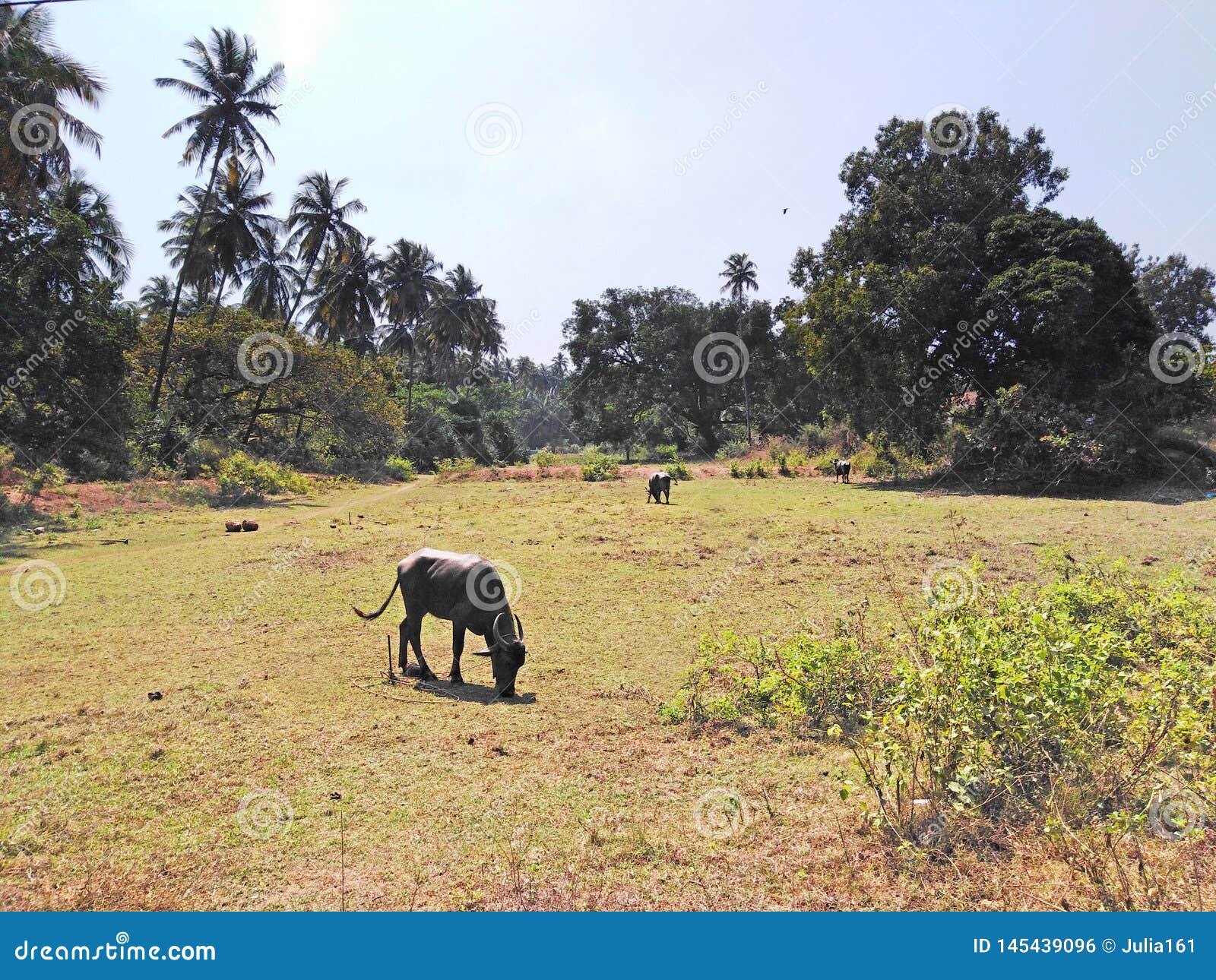 Field with Cows in Goa, India Stock Photo - Image of field, home: 145439096