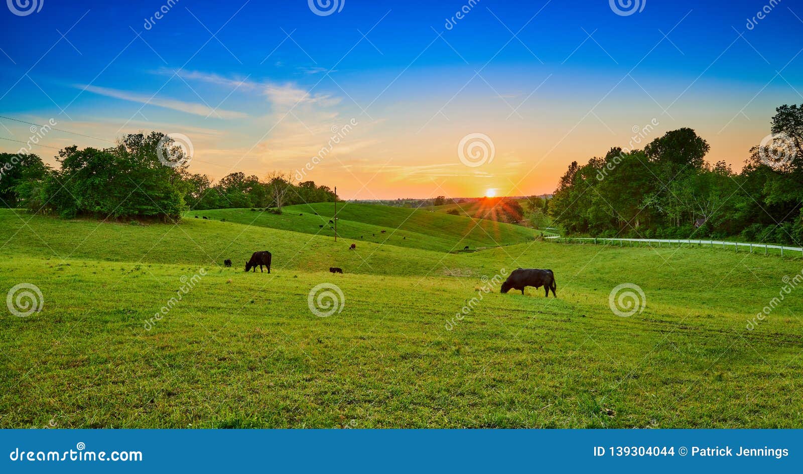 Field of Cows Grazing at Sunset Stock Photo - Image of cloud, cows ...