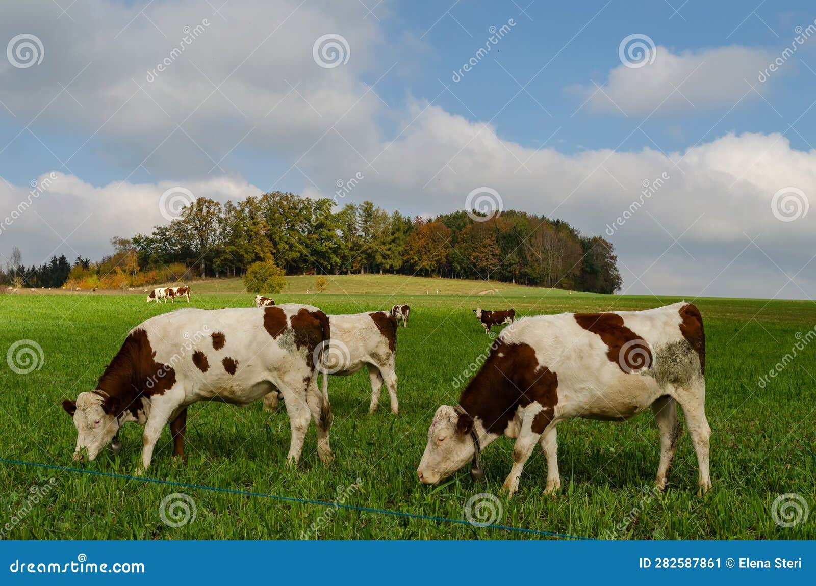 Field with cows stock image. Image of cows, fields, lawn - 282587861