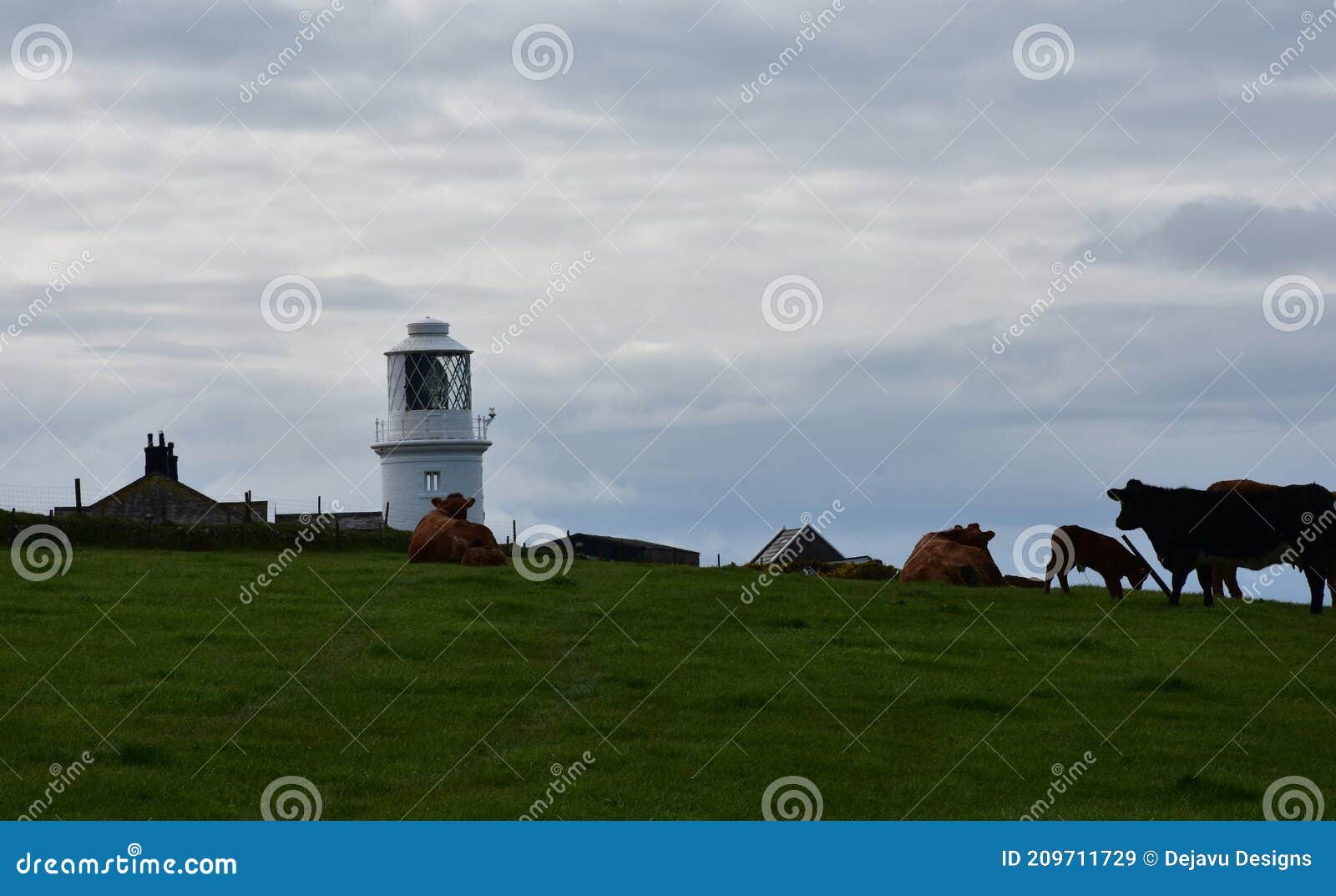 Field with Cows and St Bees Lighthouse in England Stock Image - Image ...