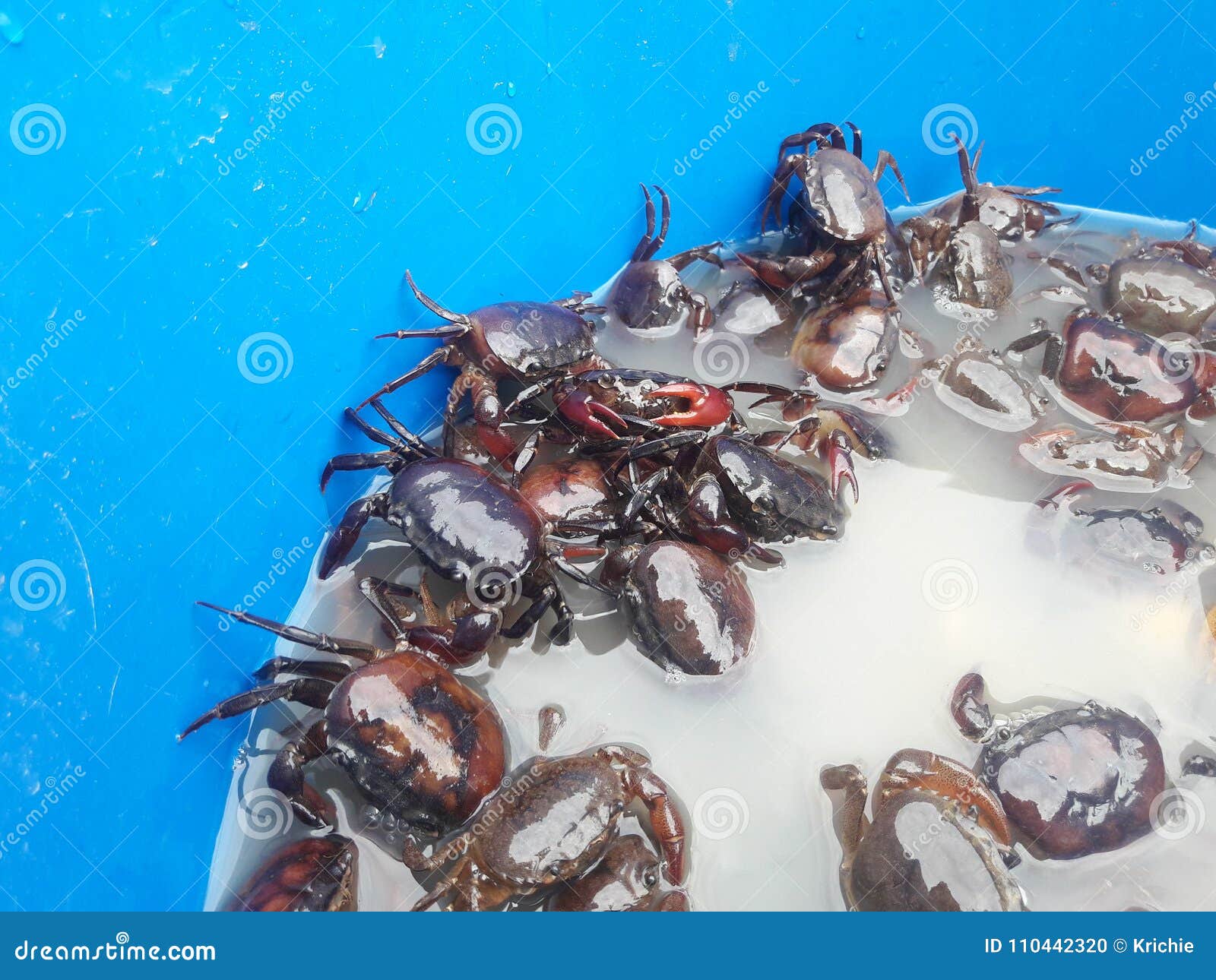Field crab in basin stock photo. Image of plastic, rice - 110442320