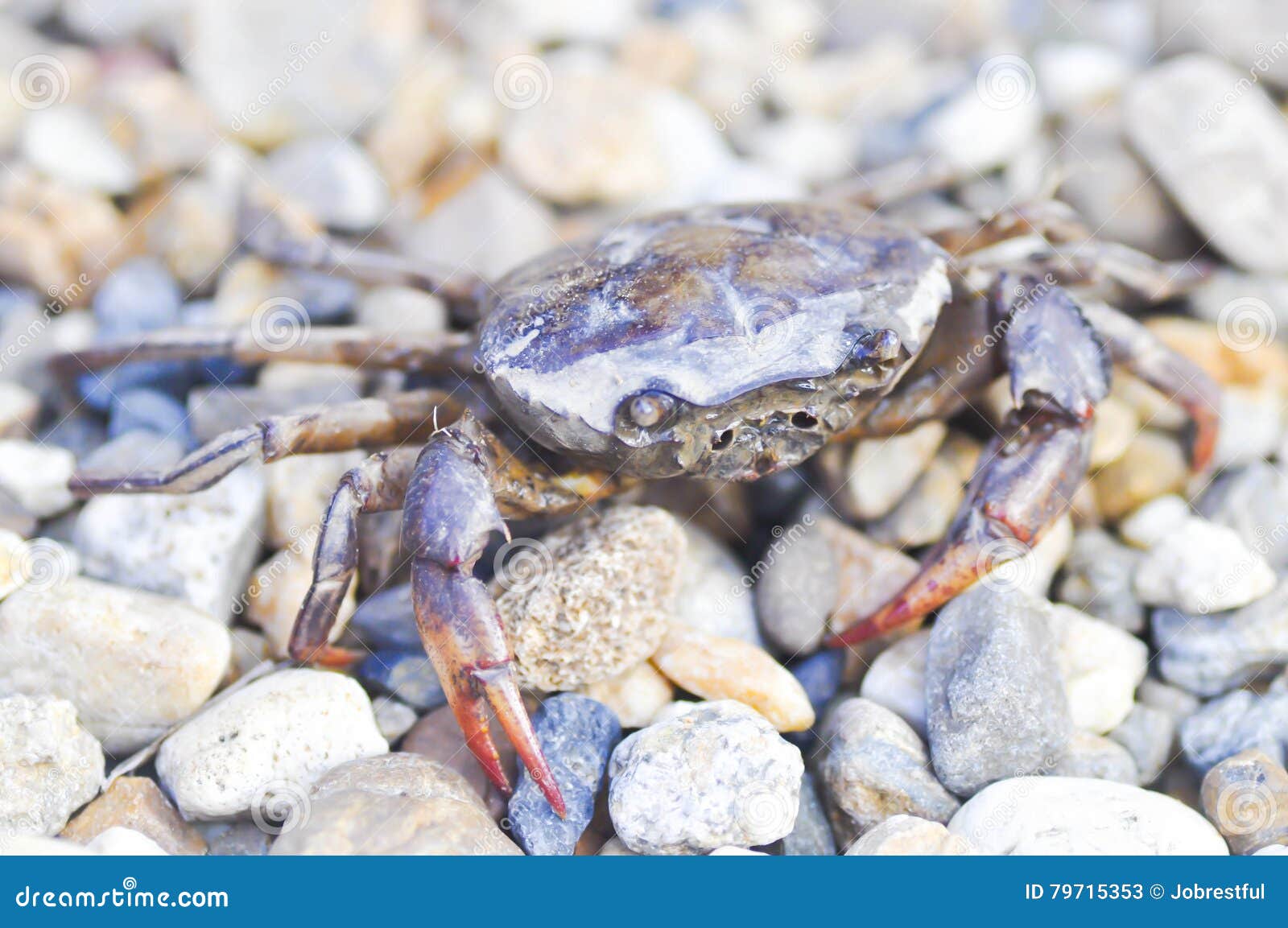 Field Crab or Black Rice Crab on the Floor Stock Image - Image of ...