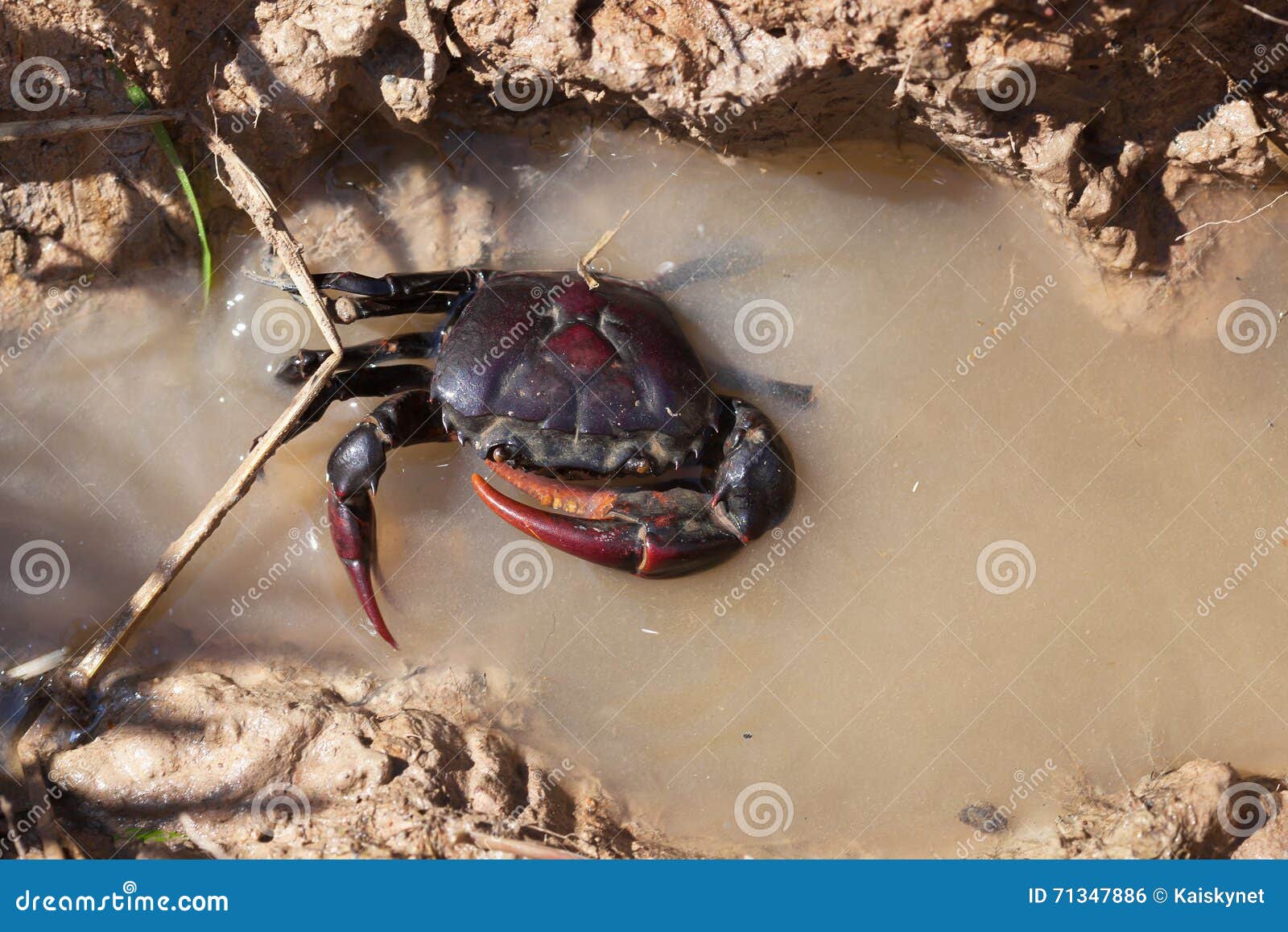 Field Crab on Cracked Rice Field Stock Photo - Image of flower, country ...