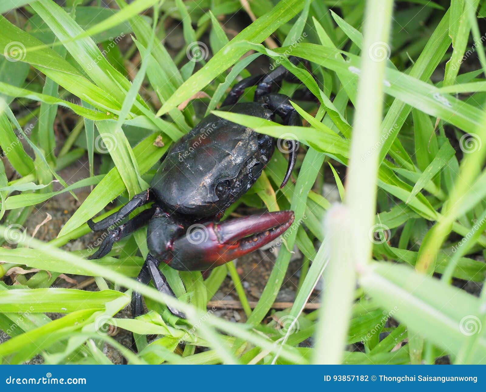 Field crab Freshwater stock photo. Image of field, brown - 93857182