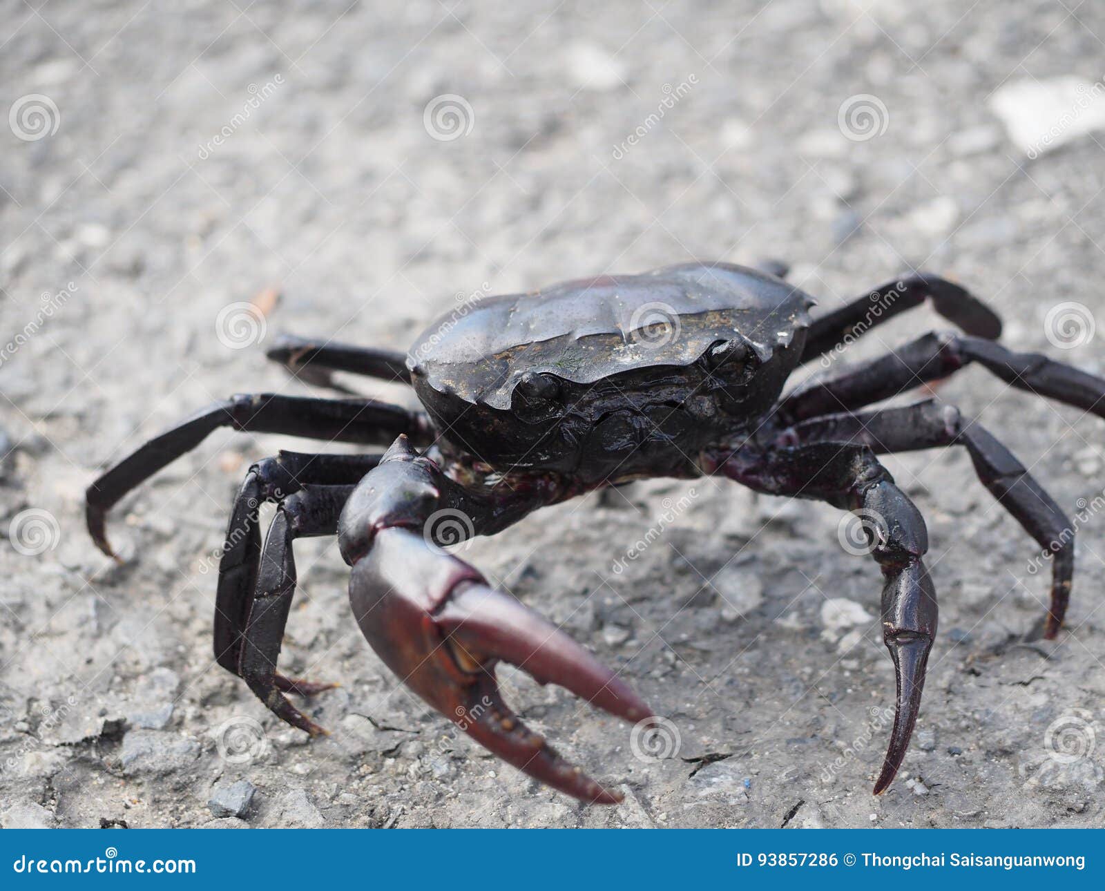 Field crab Freshwater stock photo. Image of grass, closeup - 93857286