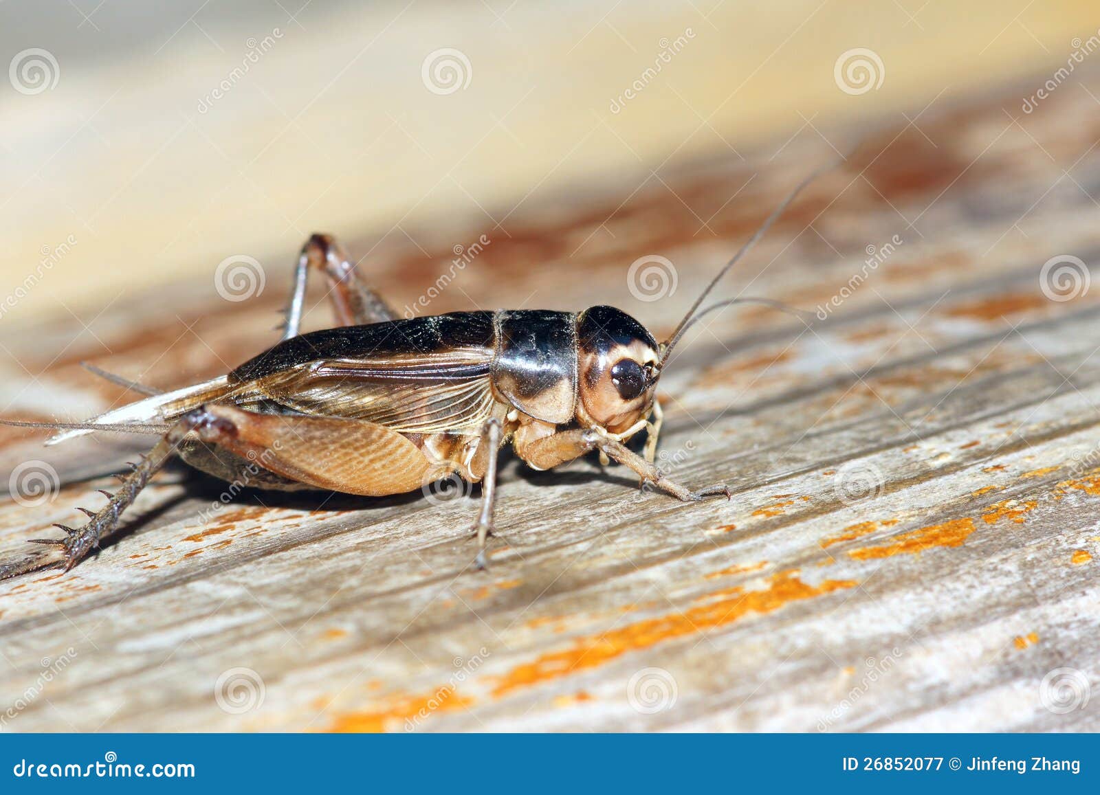 Field cricket stock image. Image of macro, nature, wild - 26852077