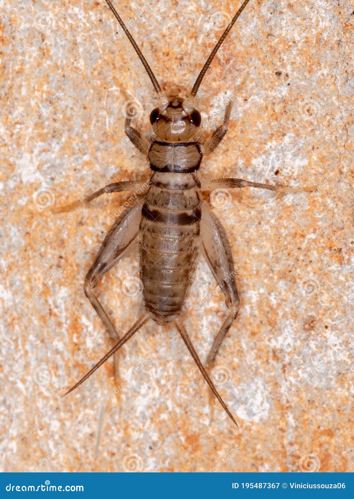 Field Cricket stock image. Image of cricket, gryllus - 195487367