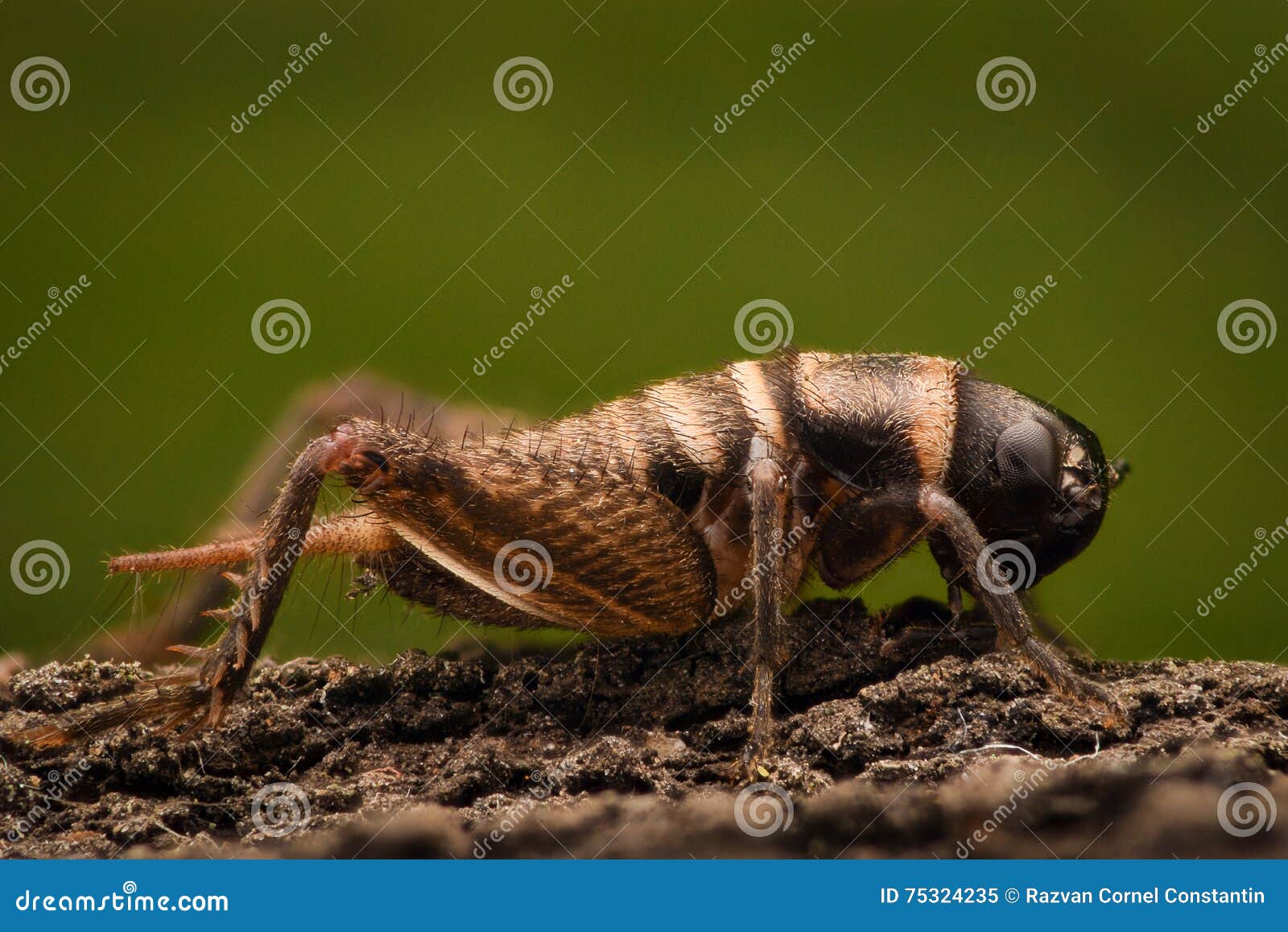 Black Gryllus Campestris European Field Cricket, Field Cricket Crawling ...