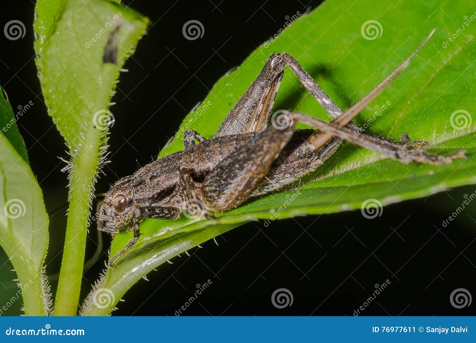 Field Cricket Insect stock image. Image of plant, macro - 76977611