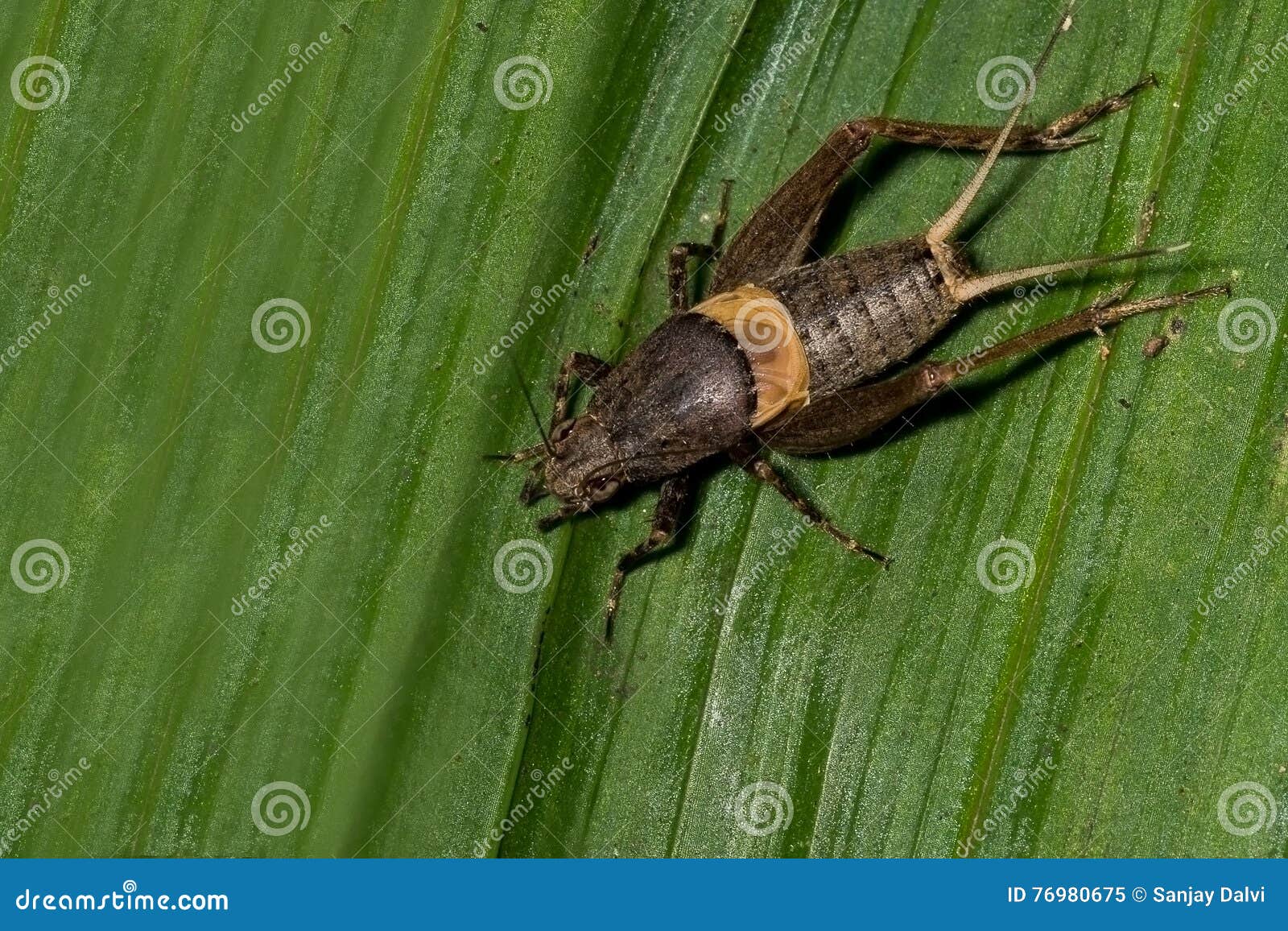 Field Cricket insect stock image. Image of plant, antenna - 76980675