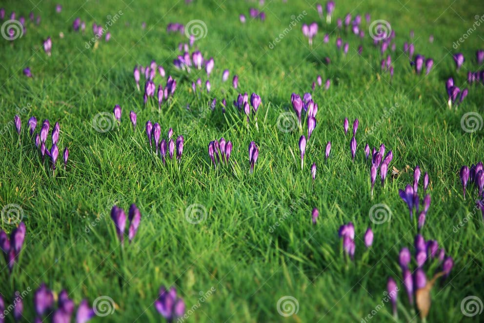 Field of crocus stock photo. Image of april, buds, garden - 4429480