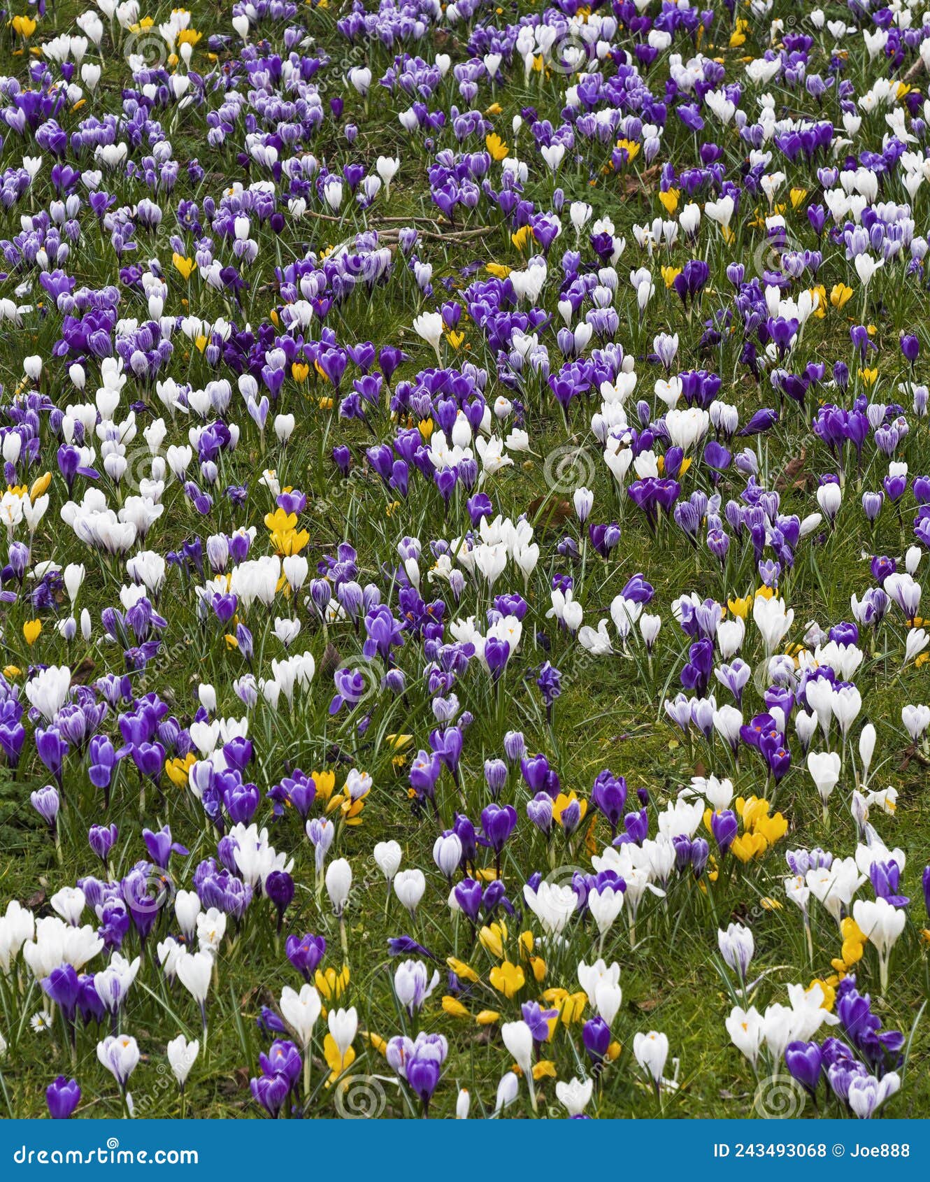 Field of Crocus Background, UK Stock Photo - Image of flower, flowering ...