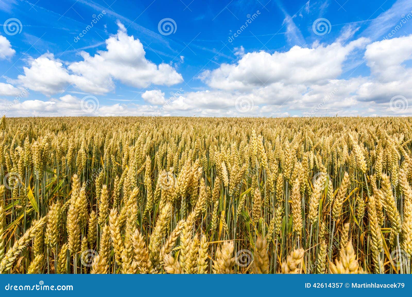 Field of crop and blue sky stock image. Image of corn - 42614357