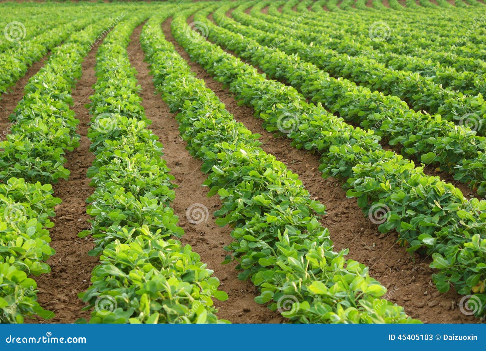 Field stock image. Image of leaf, healthy, perspective - 45405103