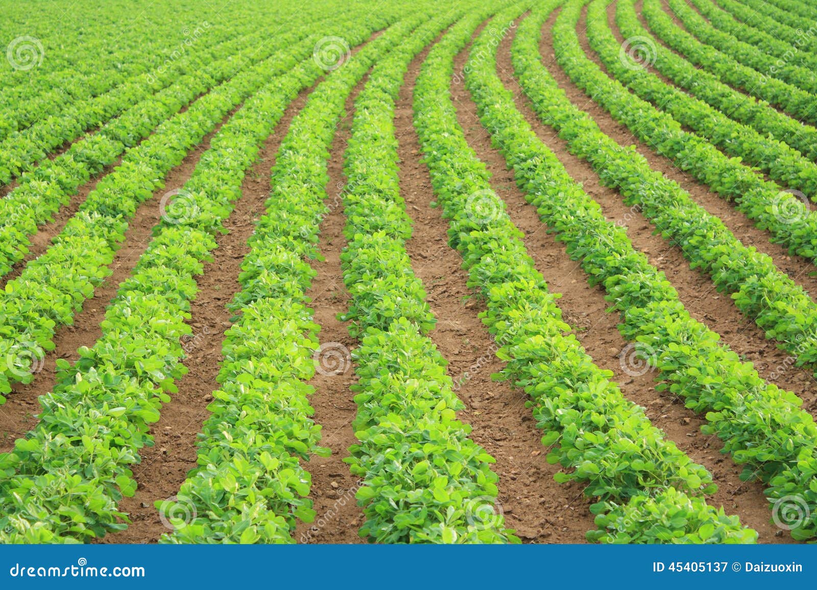 Field stock image. Image of green, growth, culture, landscaped - 45405137