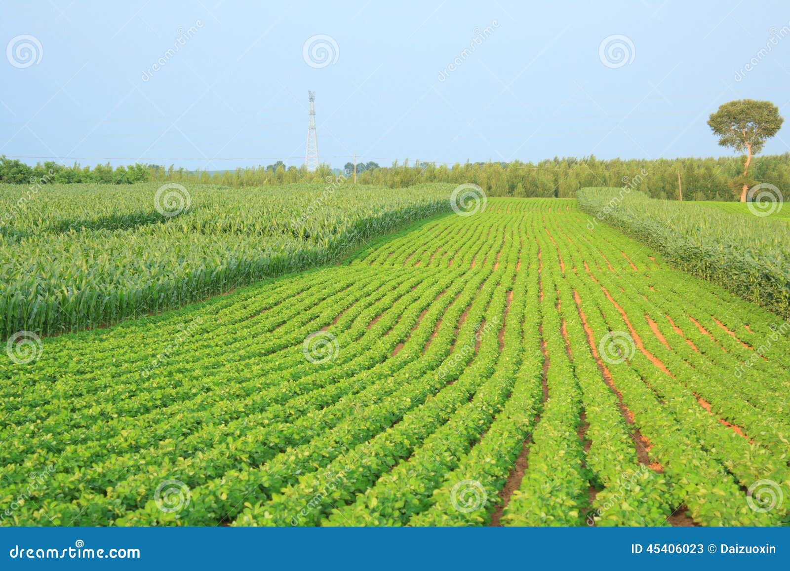 Field stock image. Image of balance, morning, nature - 45406023