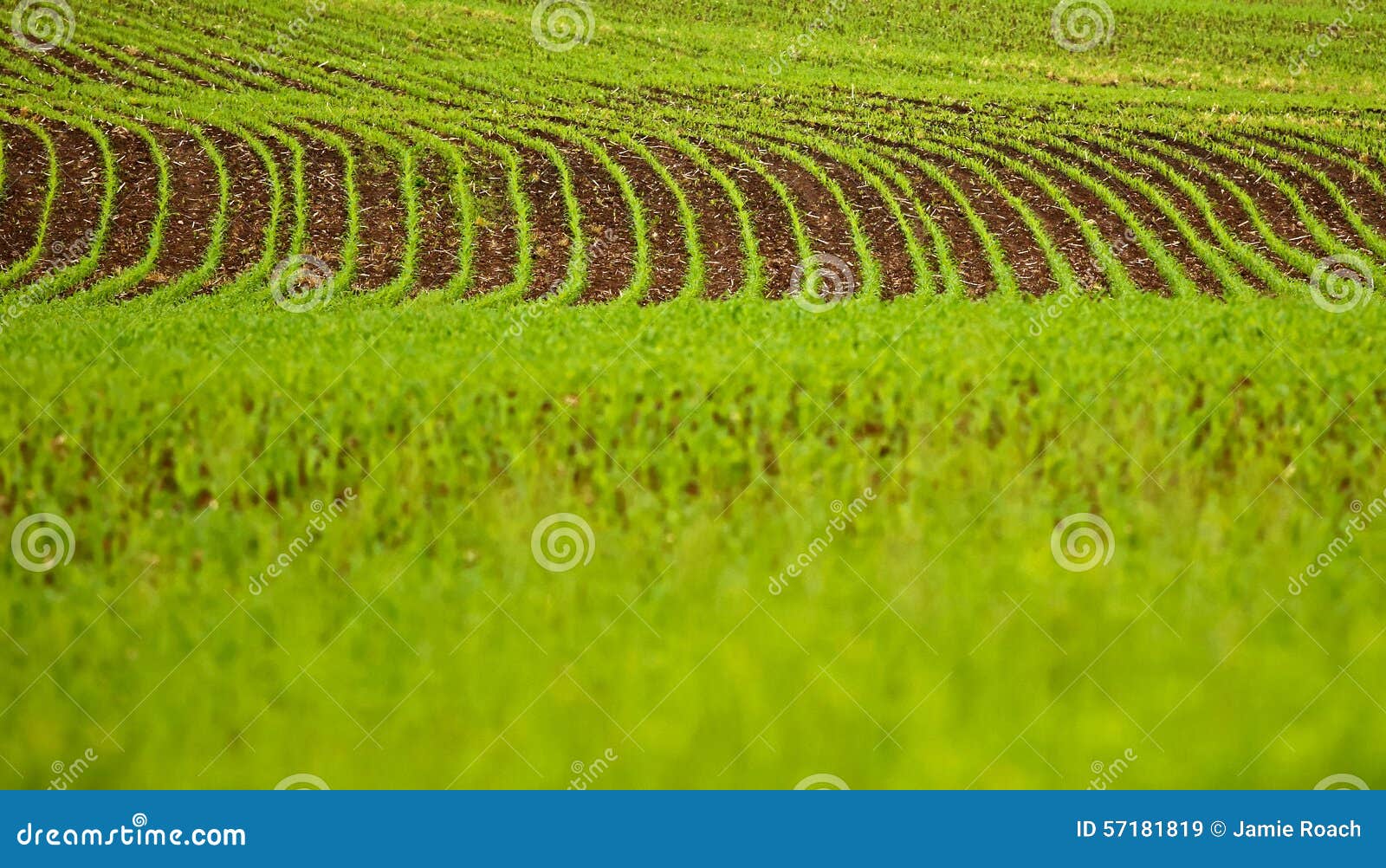Field Crop Growing Furrows stock image. Image of growth - 57181819