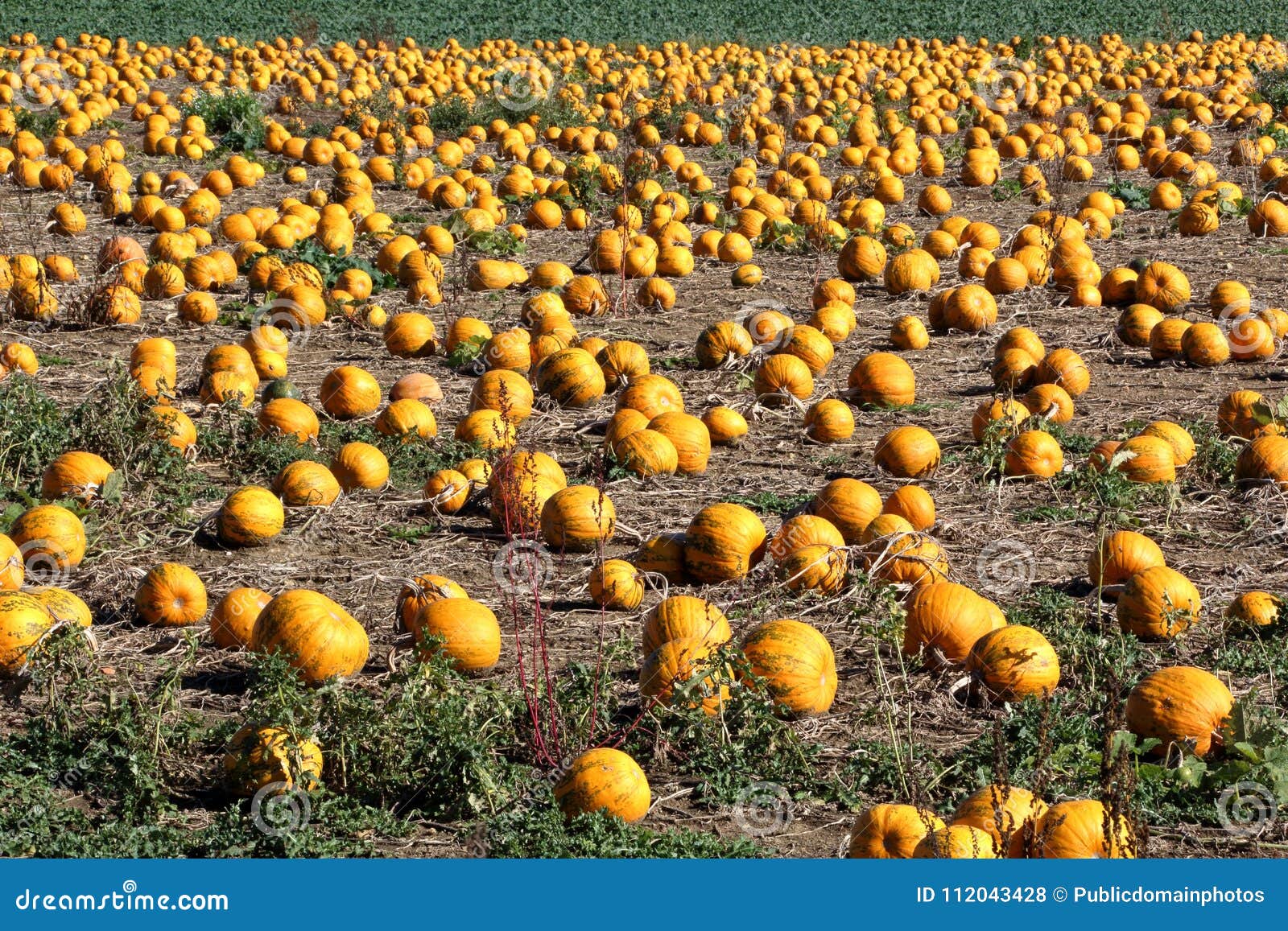 Field, Crop, Pumpkin, Winter Squash Picture. Image: 112043428