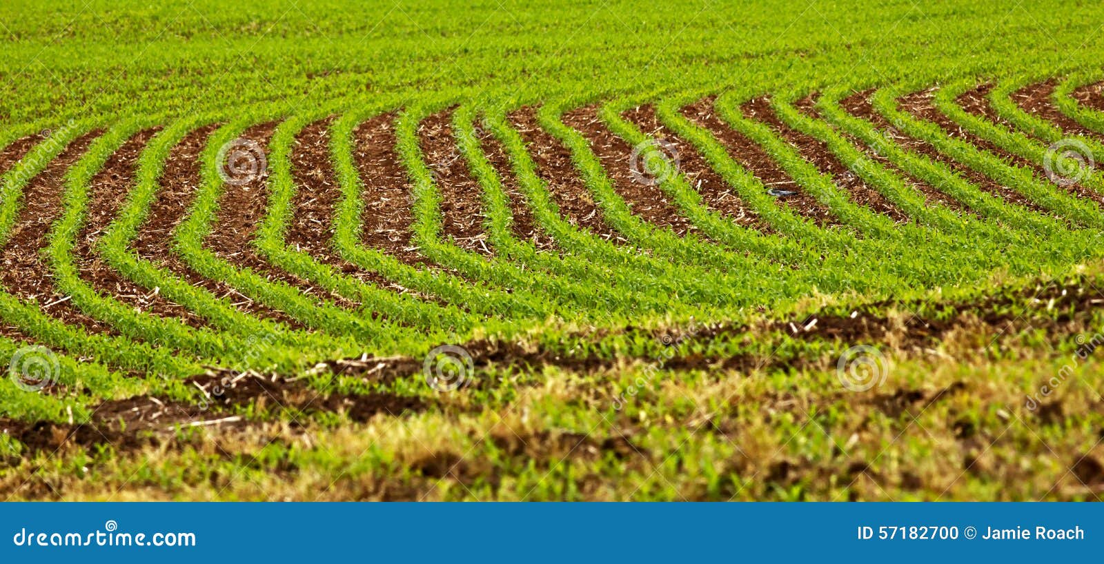 Field Crop Rows Green stock photo. Image of growth, crop - 57182700