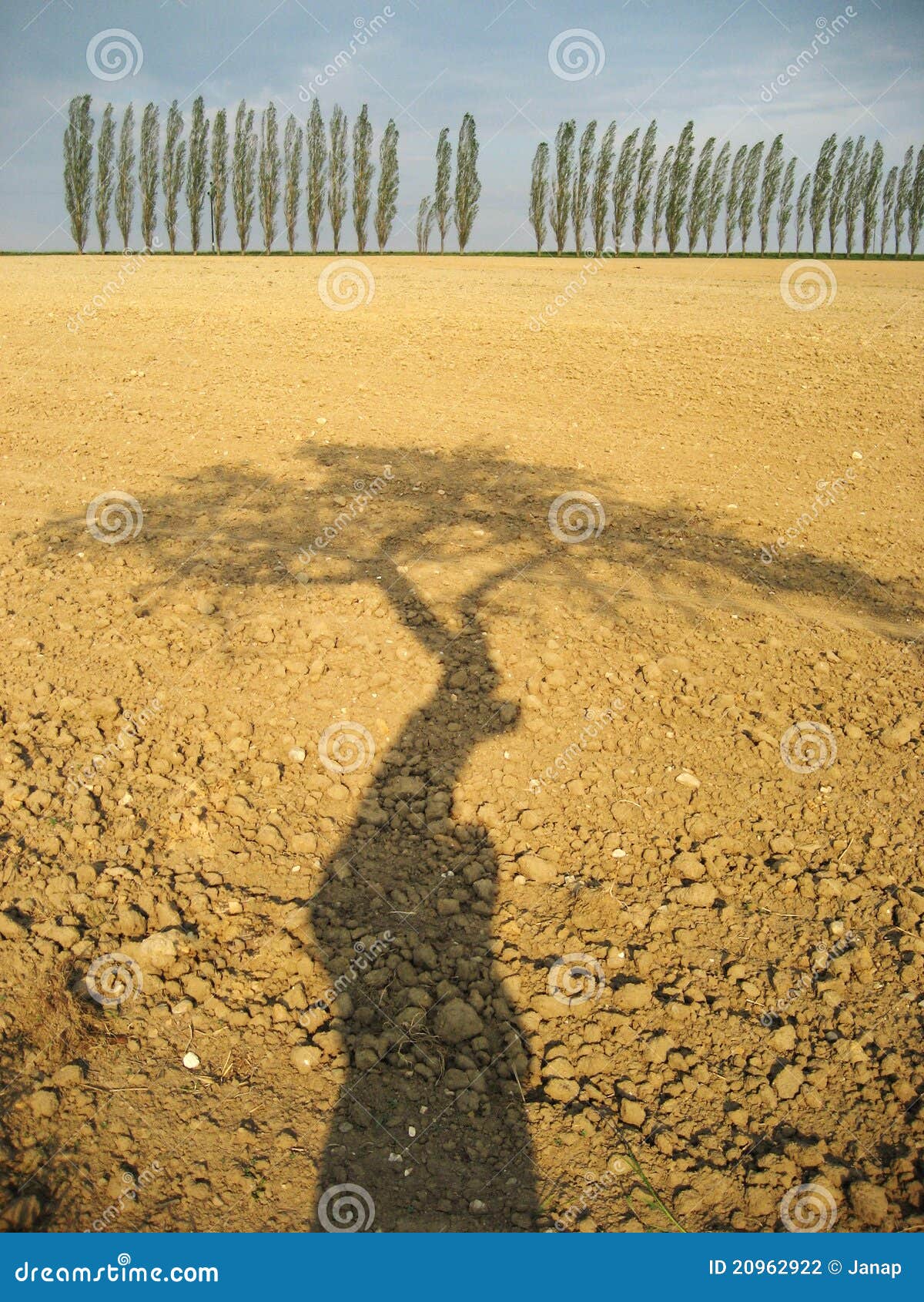 Field after Crop with Shadow of the Tree Stock Photo - Image of trees ...