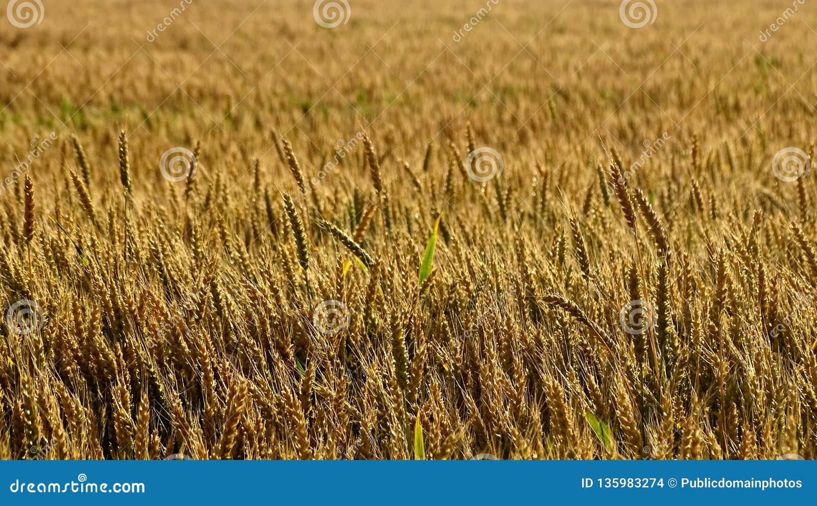 Field, Crop, Wheat, Food Grain Picture. Image: 135983274